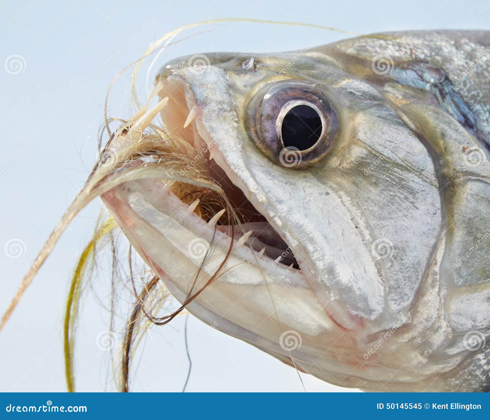 Payara Fish with Fly stock image. Image of payara, nature - 50145545