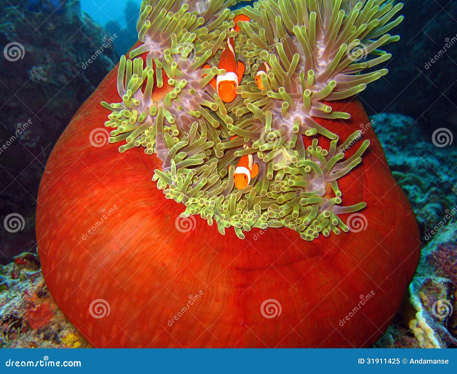 Payaso-anemonefish Occidental Imagen de archivo - Imagen de isla, salto ...