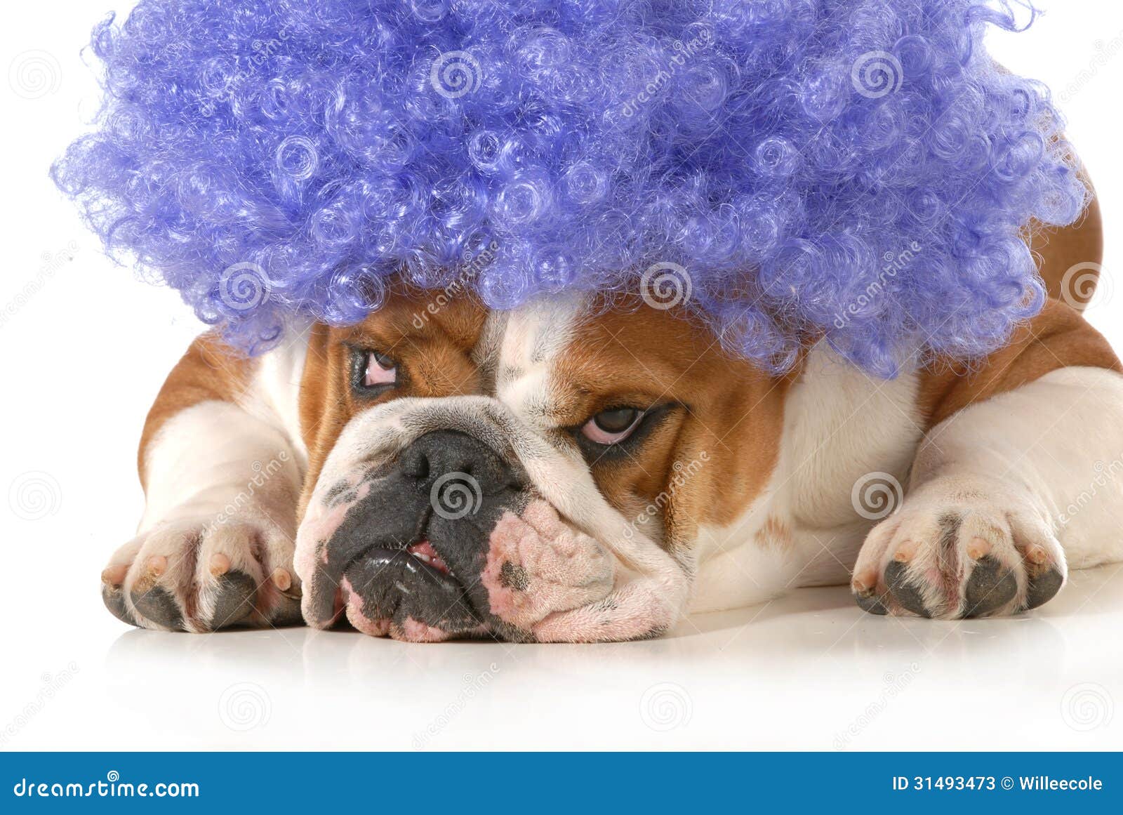 Payaso del perro imagen de archivo. Imagen de perro, toro - 31493473