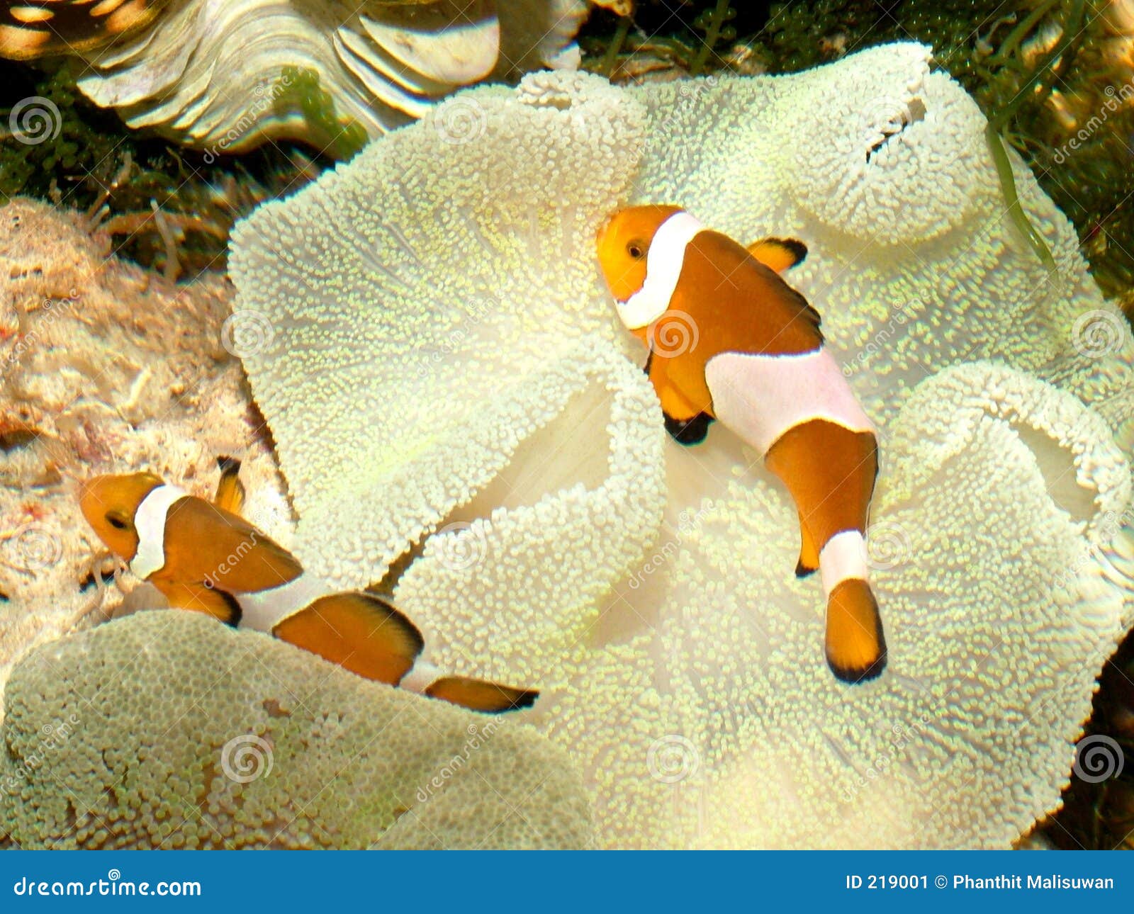 Payaso Fish#1 imagen de archivo. Imagen de rojo, divertido - 219001