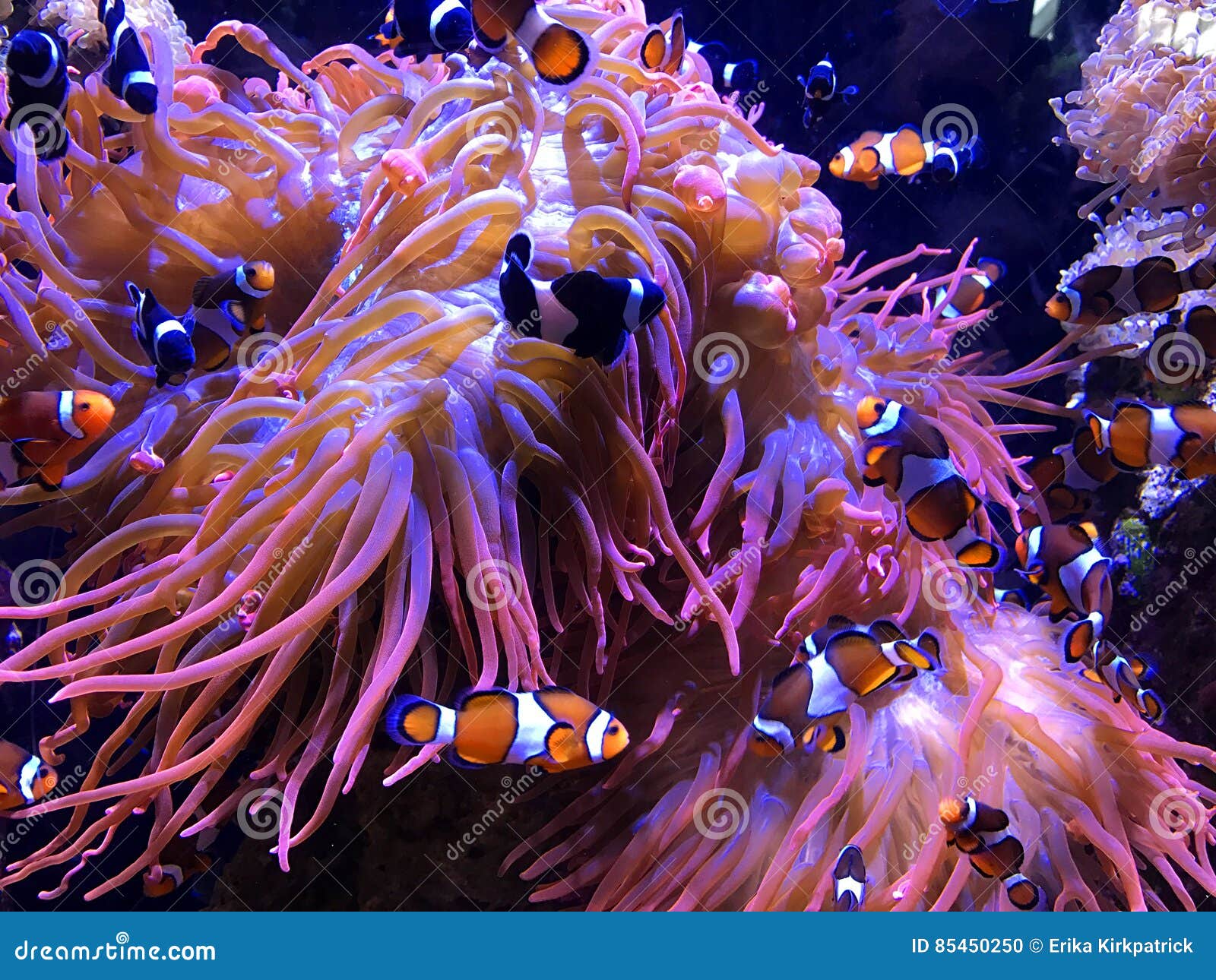 Payaso Fish foto de archivo. Imagen de color, grande - 85450250