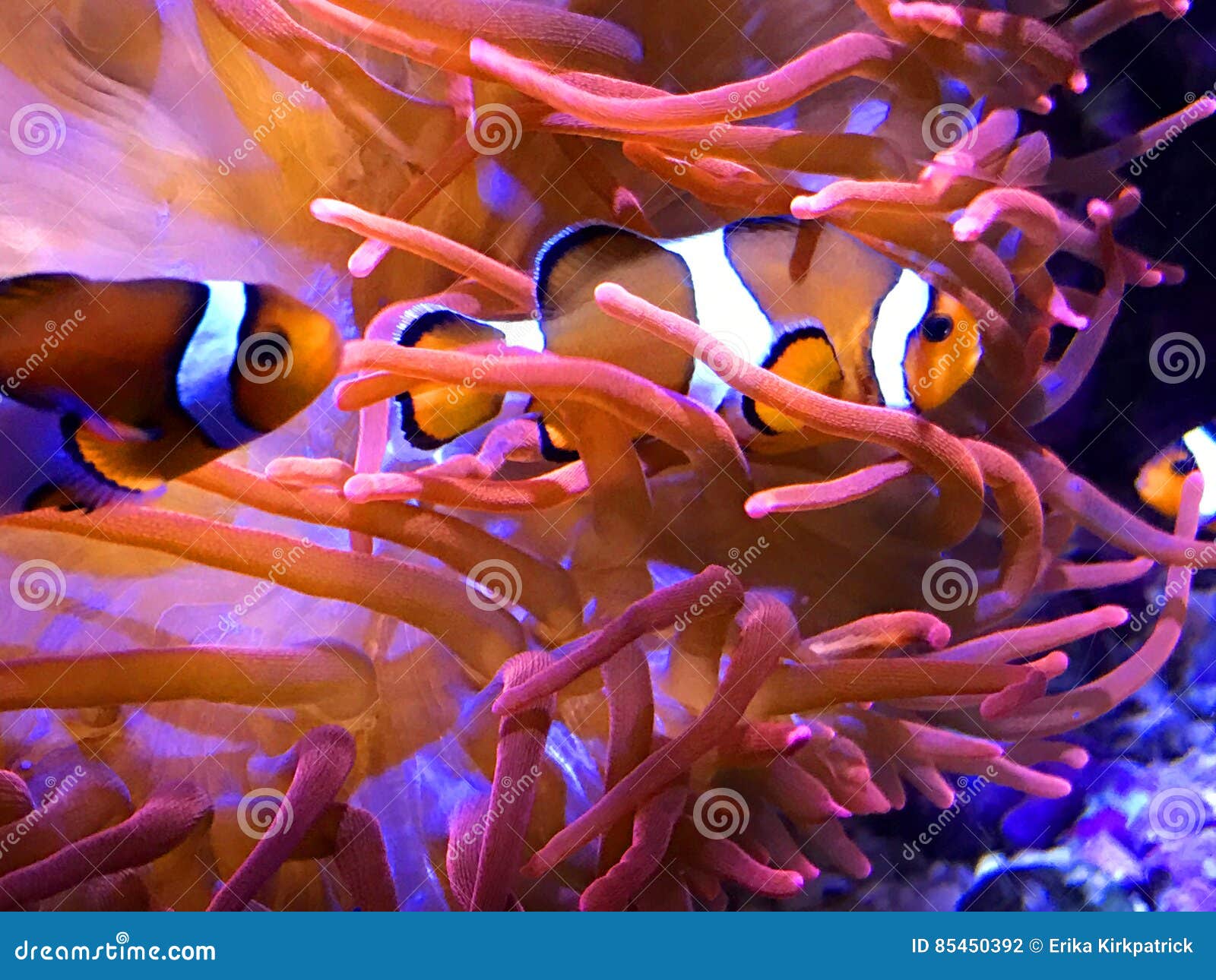 Payaso Fish foto de archivo. Imagen de barrera, cubo - 85450392