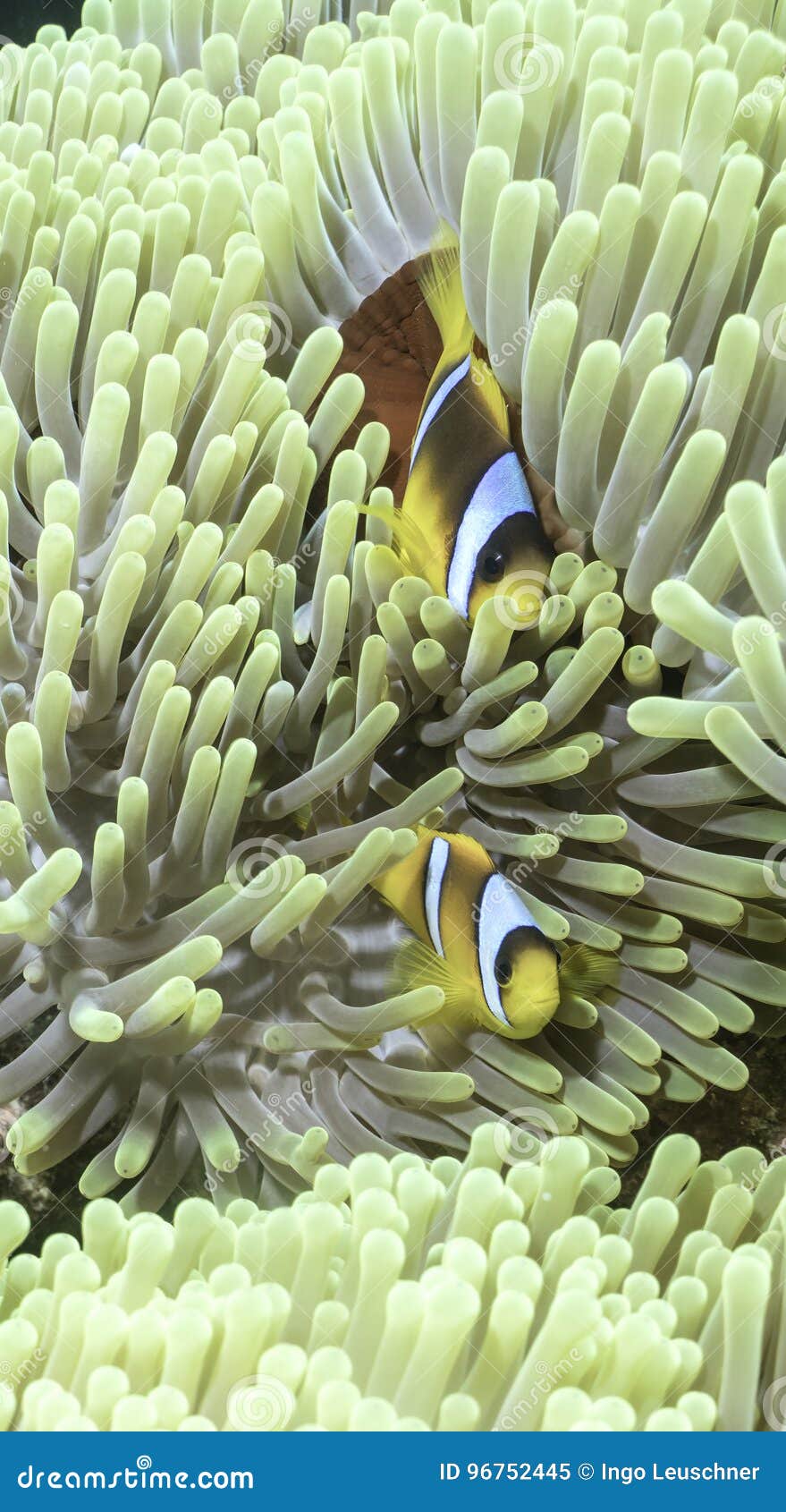 Payaso Fish imagen de archivo. Imagen de salto, isla - 96752445