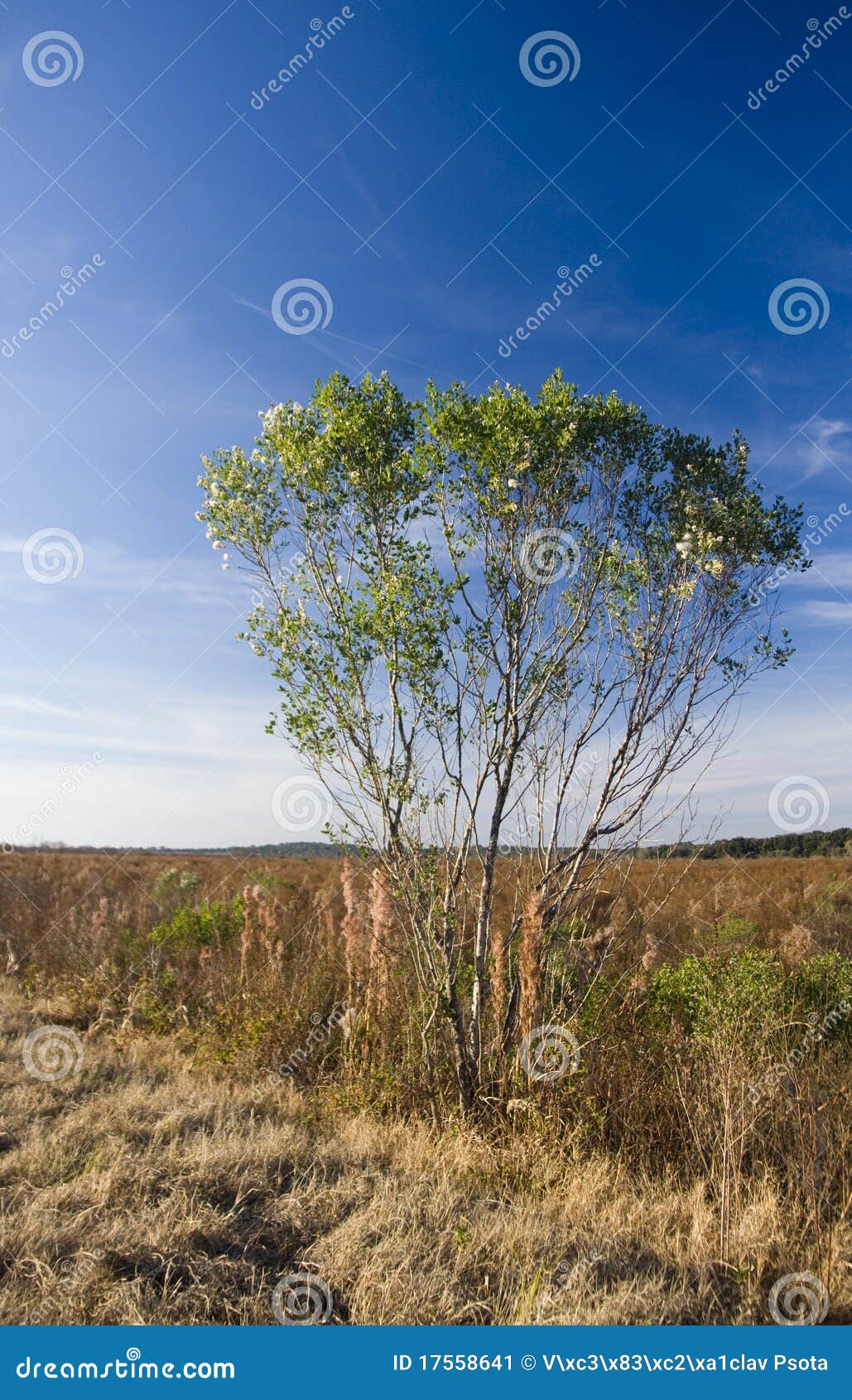 Paynes Prairie stock image. Image of prairie, toursim - 17558641