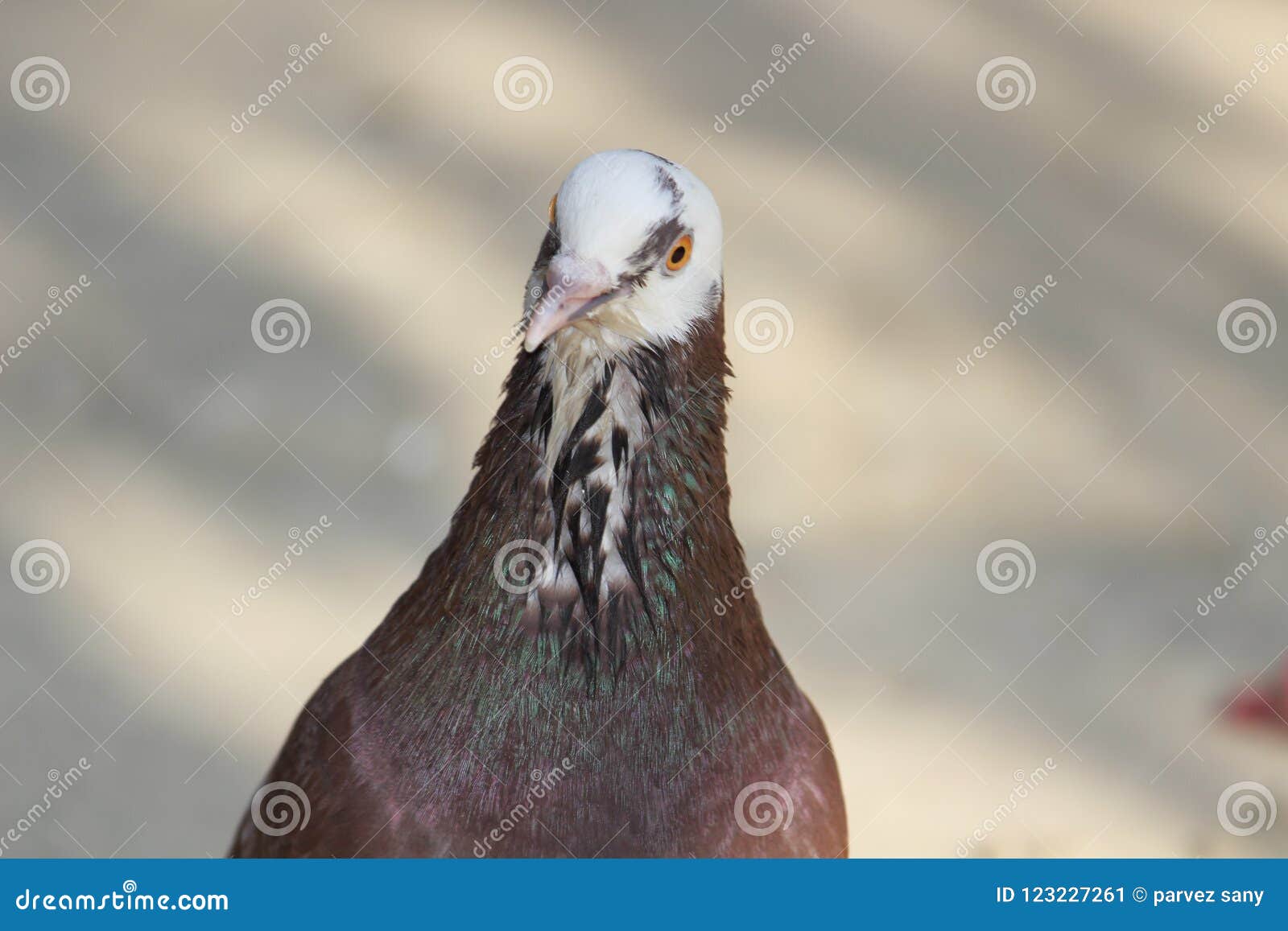 Payra stock image. Image of payra, bird, beautiful, natet - 123227261