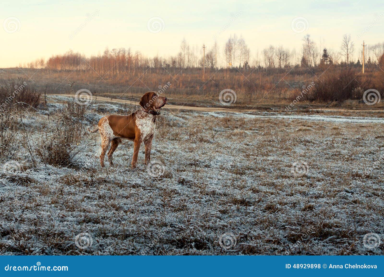 Paysage D'automne Avec Un Chien De Chasse Photo stock - Image du animal ...