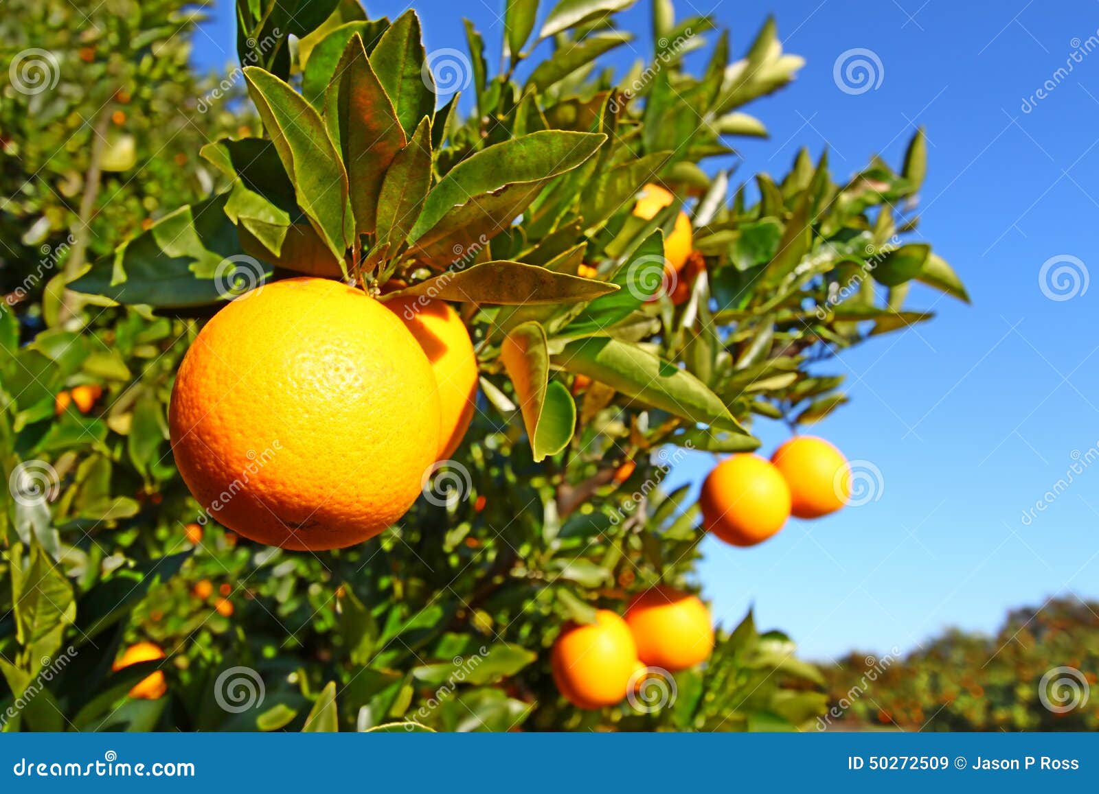 Paysage D'orangeraies De La Floride Image stock - Image du oranges ...