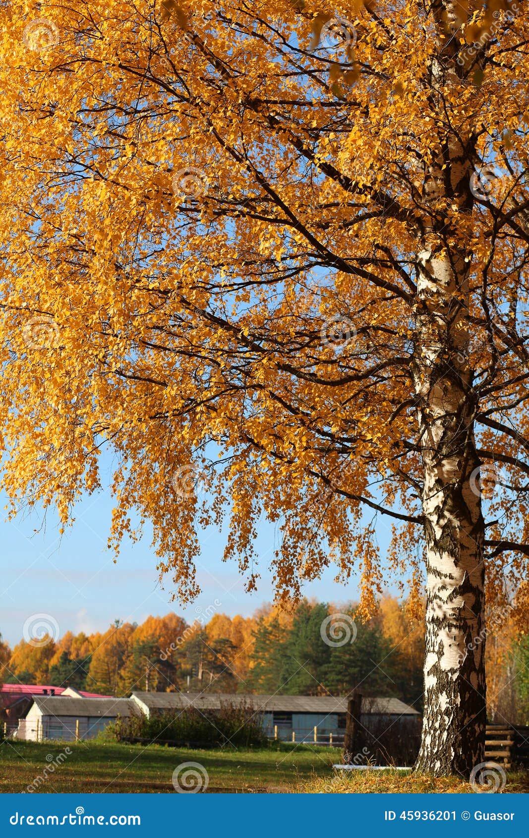 Paysage De Campagne, Arbre D'automne Image stock - Image du concept ...