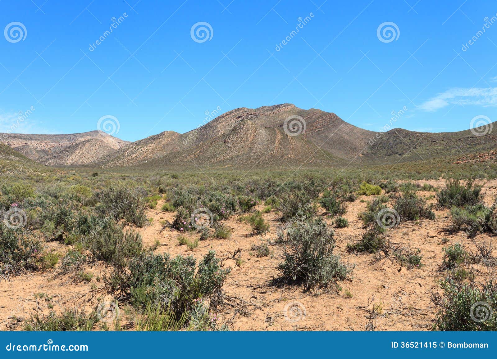 Paysage De Forêt De La Savane Et Ciel Bleu Image stock - Image du ...