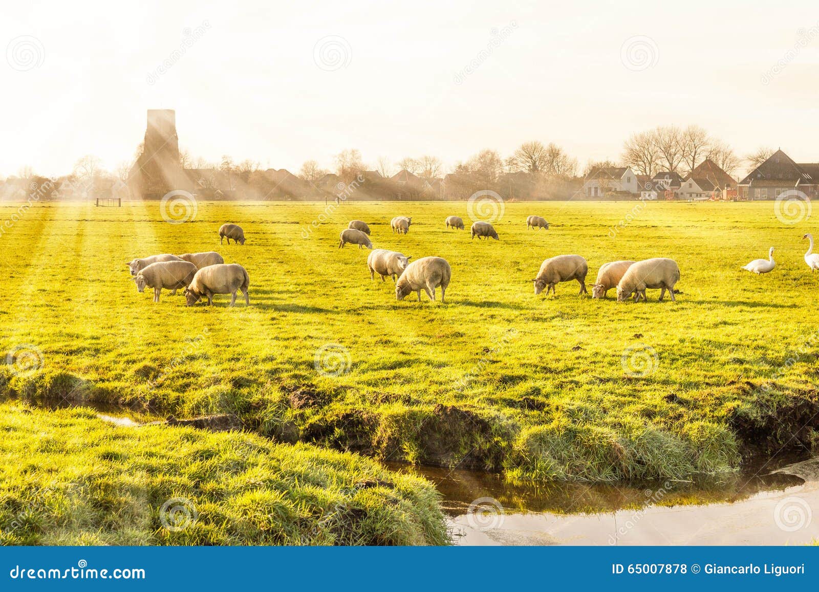 Paysage rural en Hollande photo stock. Image du zone - 65007878