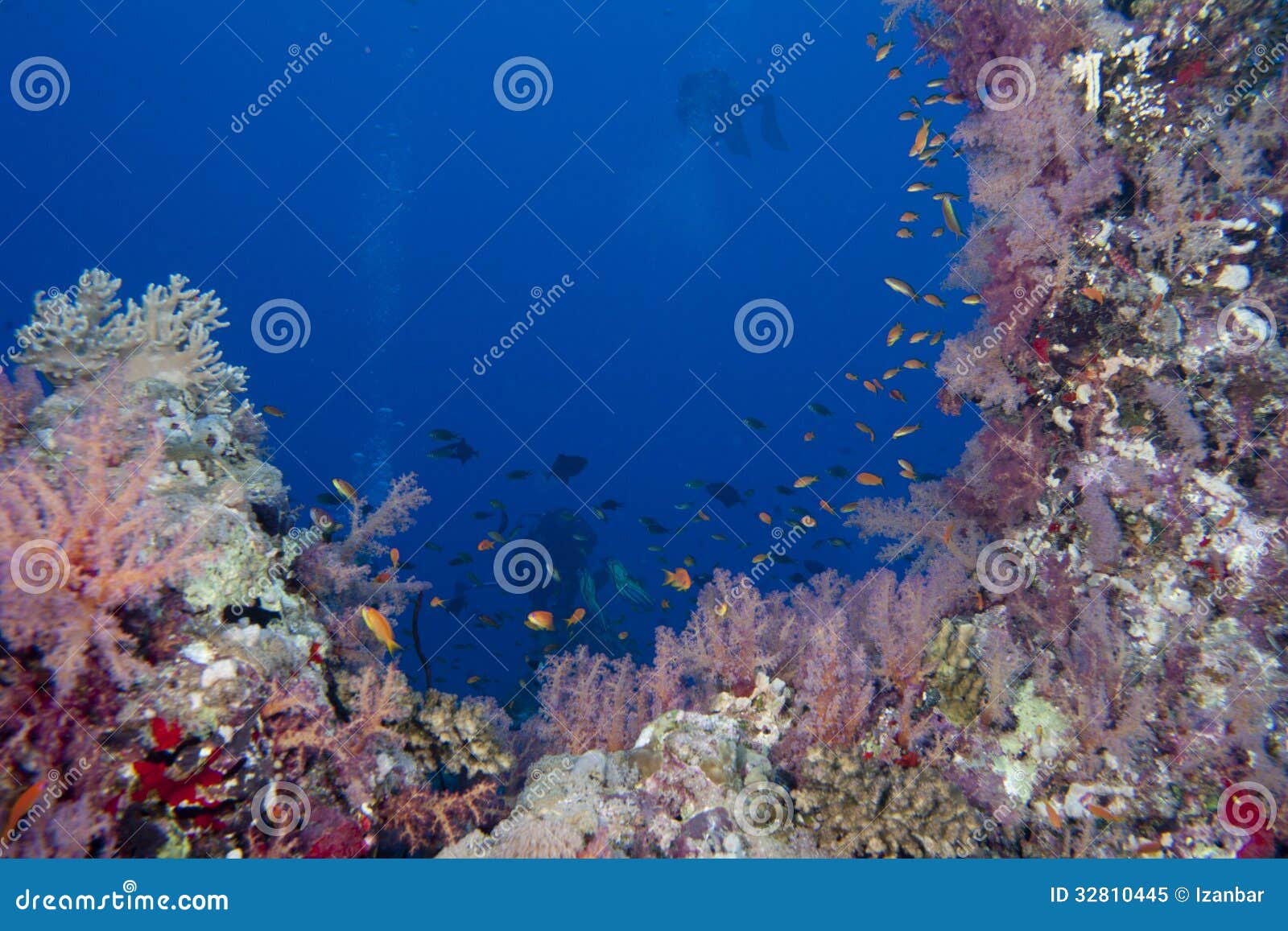 Paysage Sous-marin De La Mer Rouge Image stock - Image du dessin ...