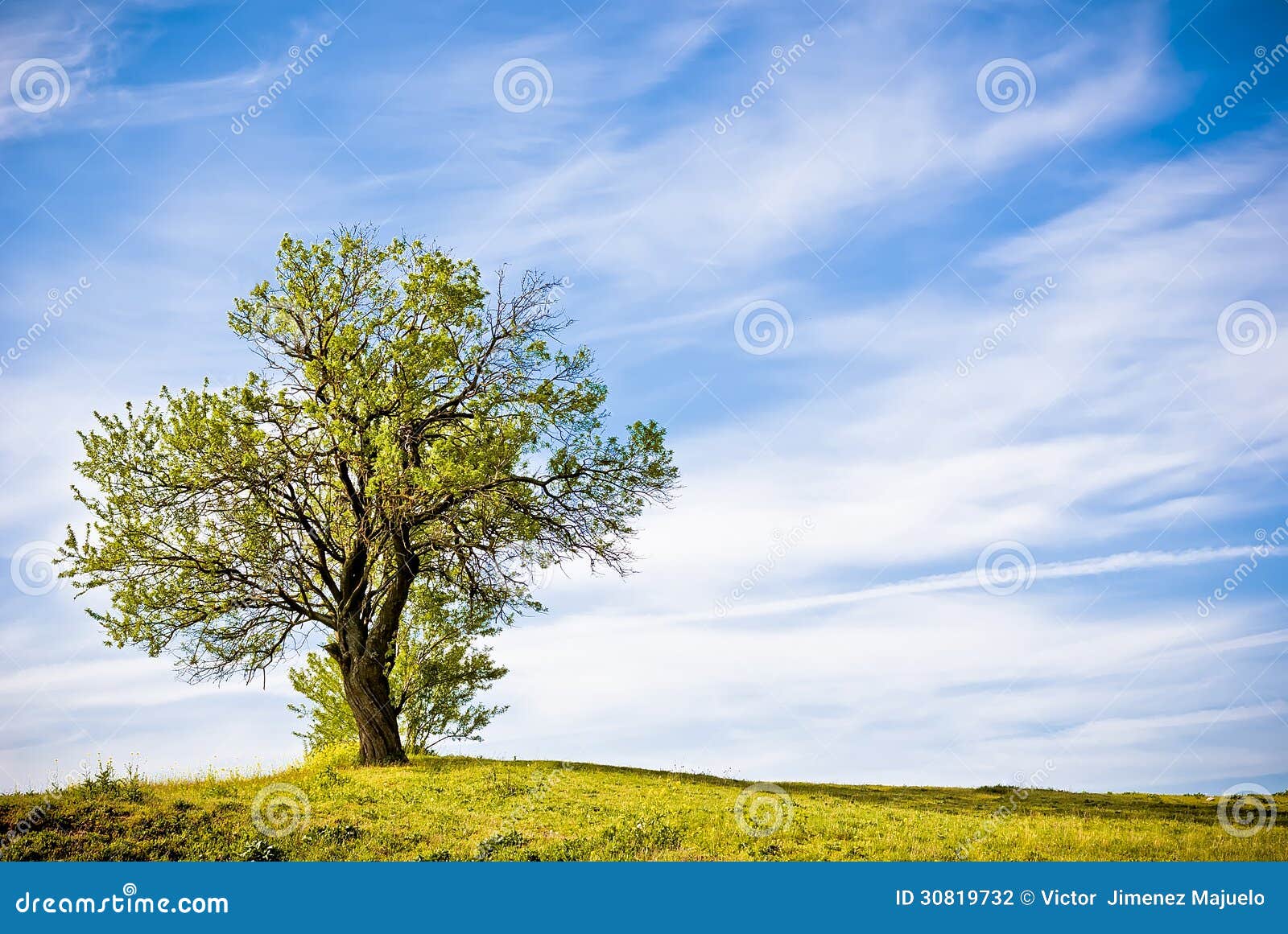 Paysage Vert De Nature Avec Un Arbre Photo stock - Image du pays, ferme ...