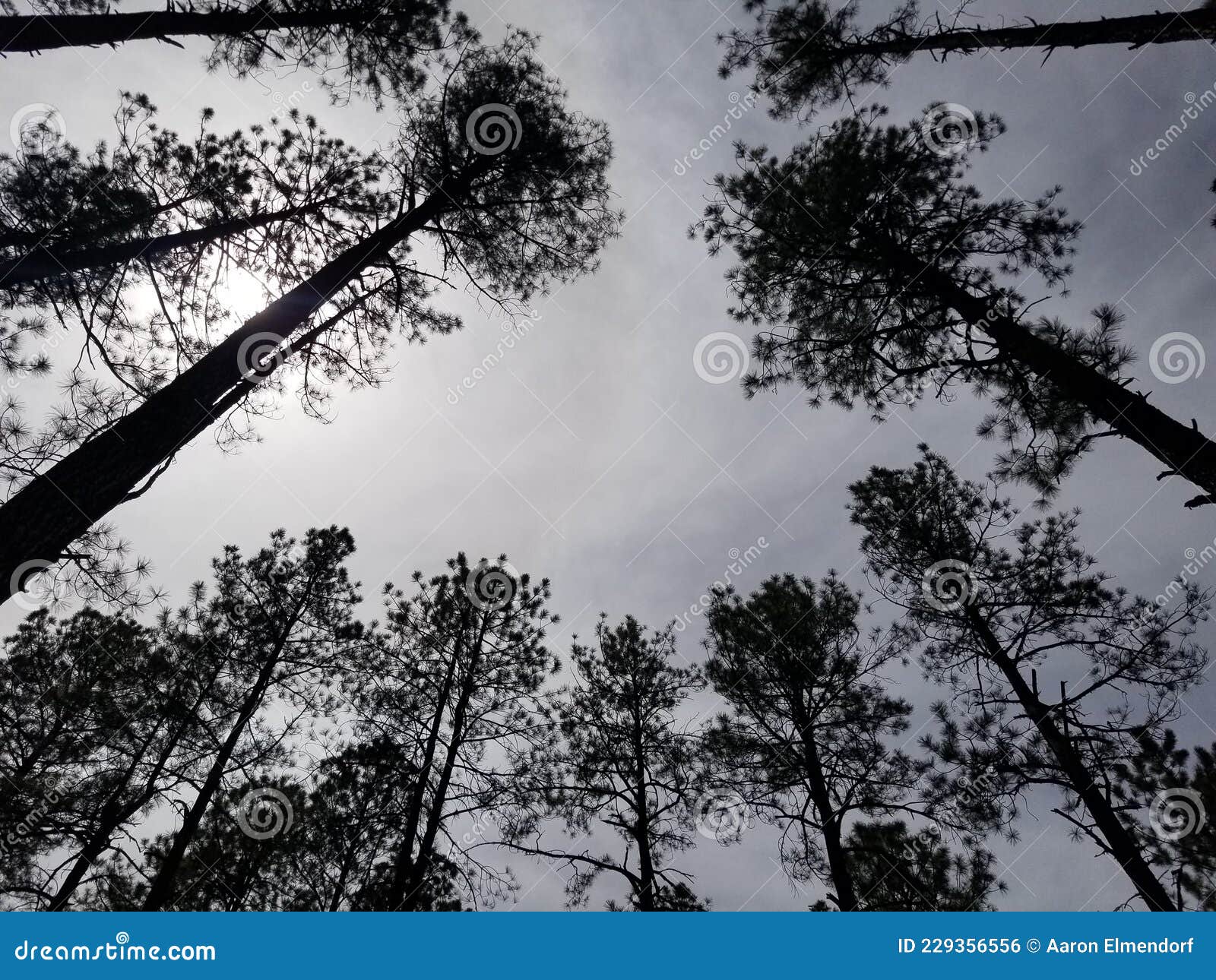 Payson Arizona Forest Greenery in the Southwest Stock Photo - Image of ...