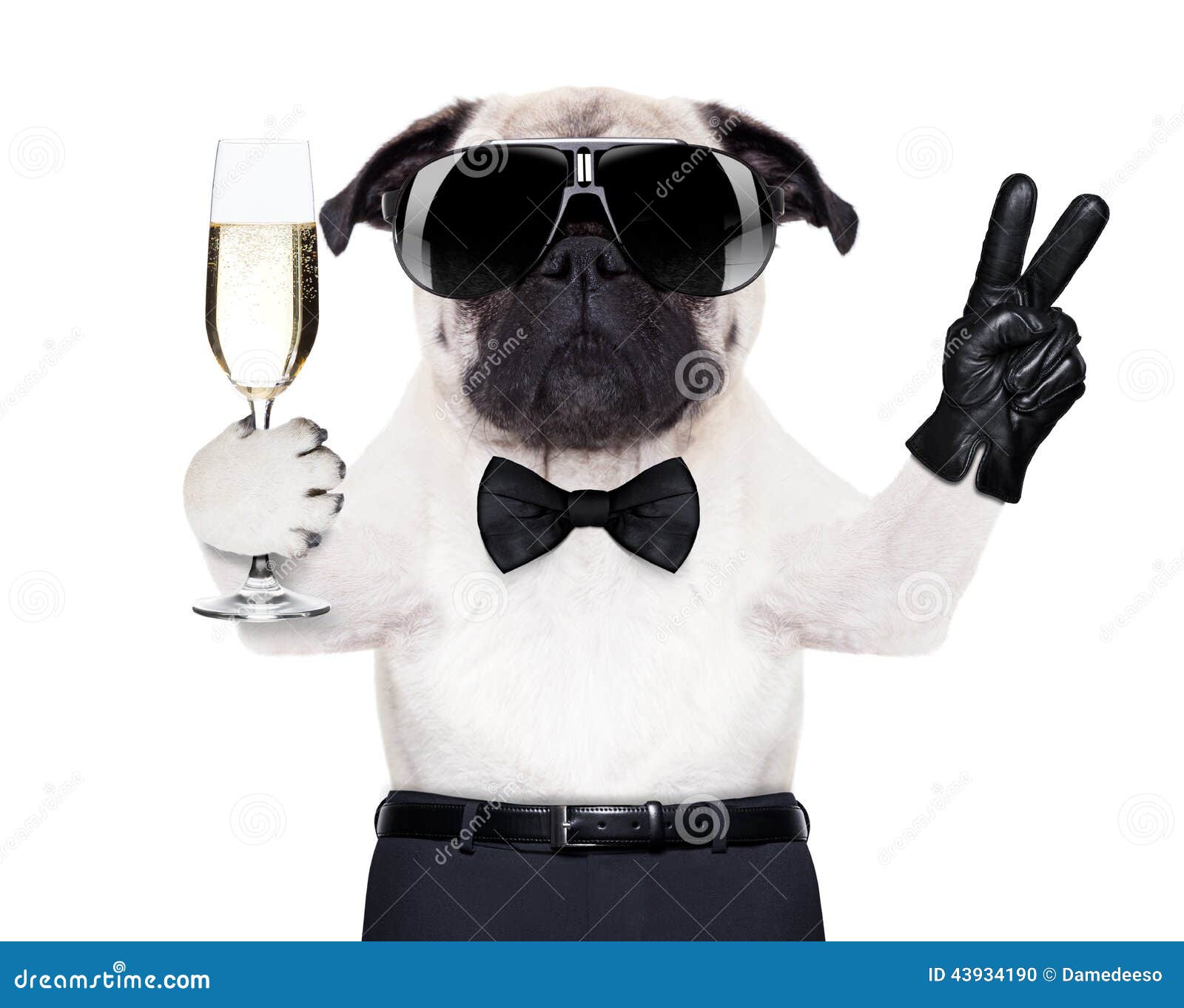 Paz fresca del perro foto de archivo. Imagen de coctel - 43934190