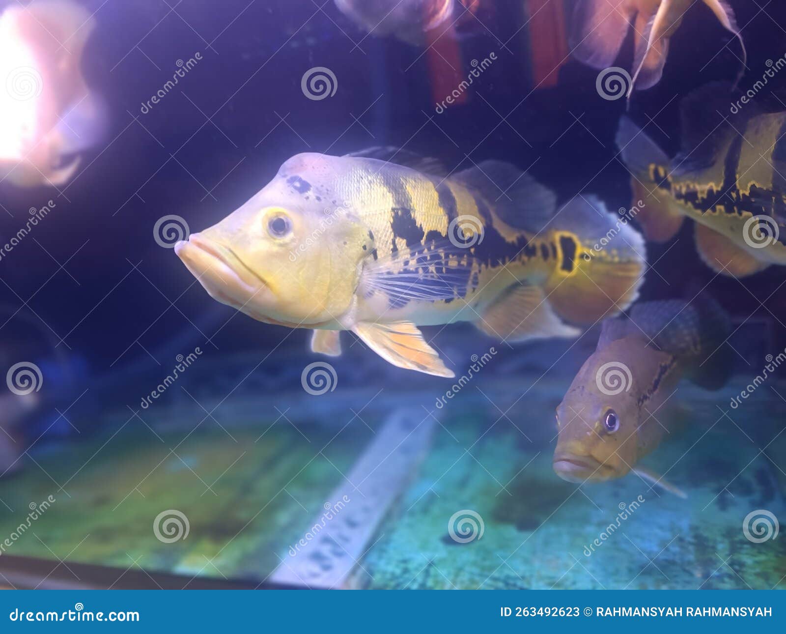 Pbass Monoculus stock image. Image of reef, aquarium - 263492623
