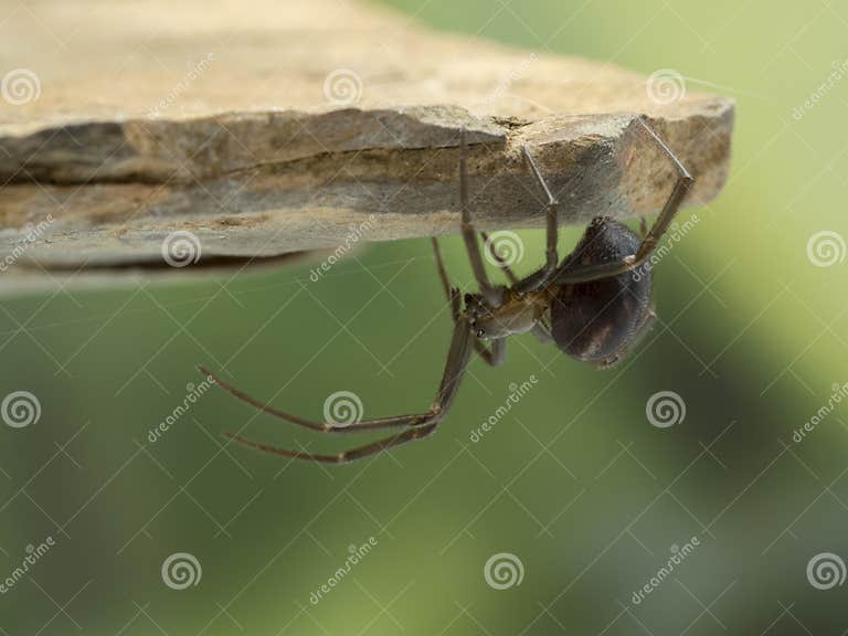 Pc050680 Female False Widow Spider Steatoda Grossa Under Rock Cecp 2022 Stock Image Image