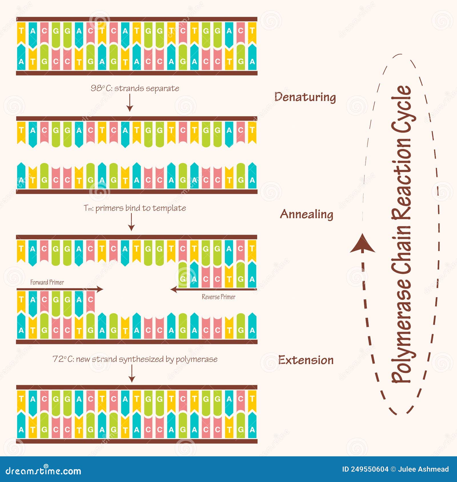 Polymerase Chain Reaction (PCR) Cycle Diagram Illustration Stock Vector ...