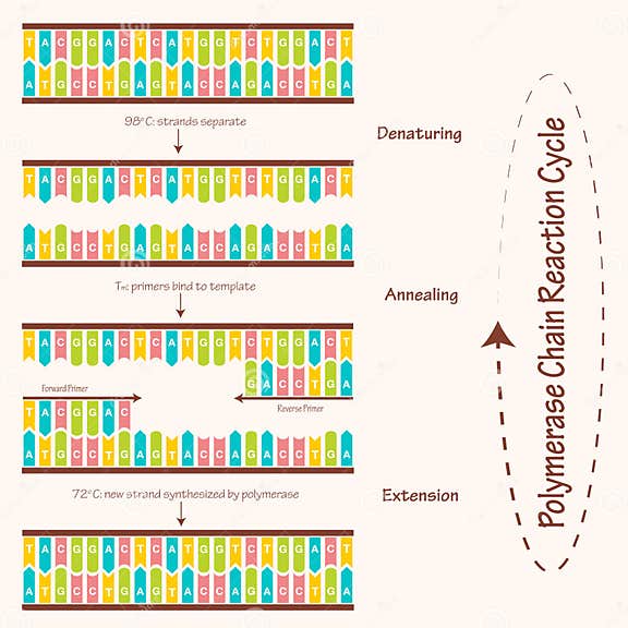 Polymerase Chain Reaction (PCR) Cycle Diagram Illustration Stock Vector ...