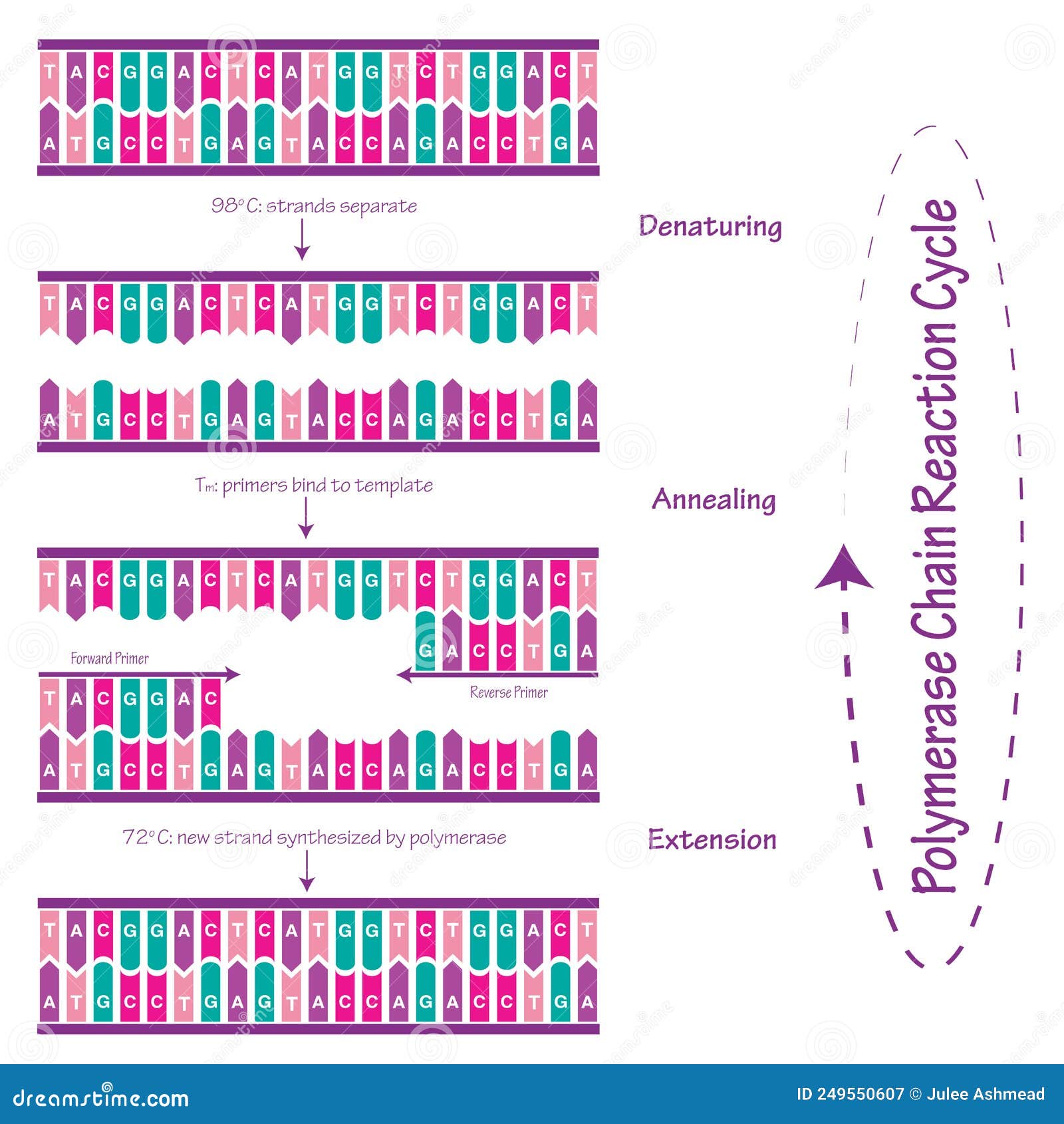 Polymerase Chain Reaction (PCR) Cycle Diagram Illustration Stock Vector ...