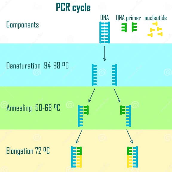 Pcr cycle stages stock vector. Illustration of forensic - 67079997