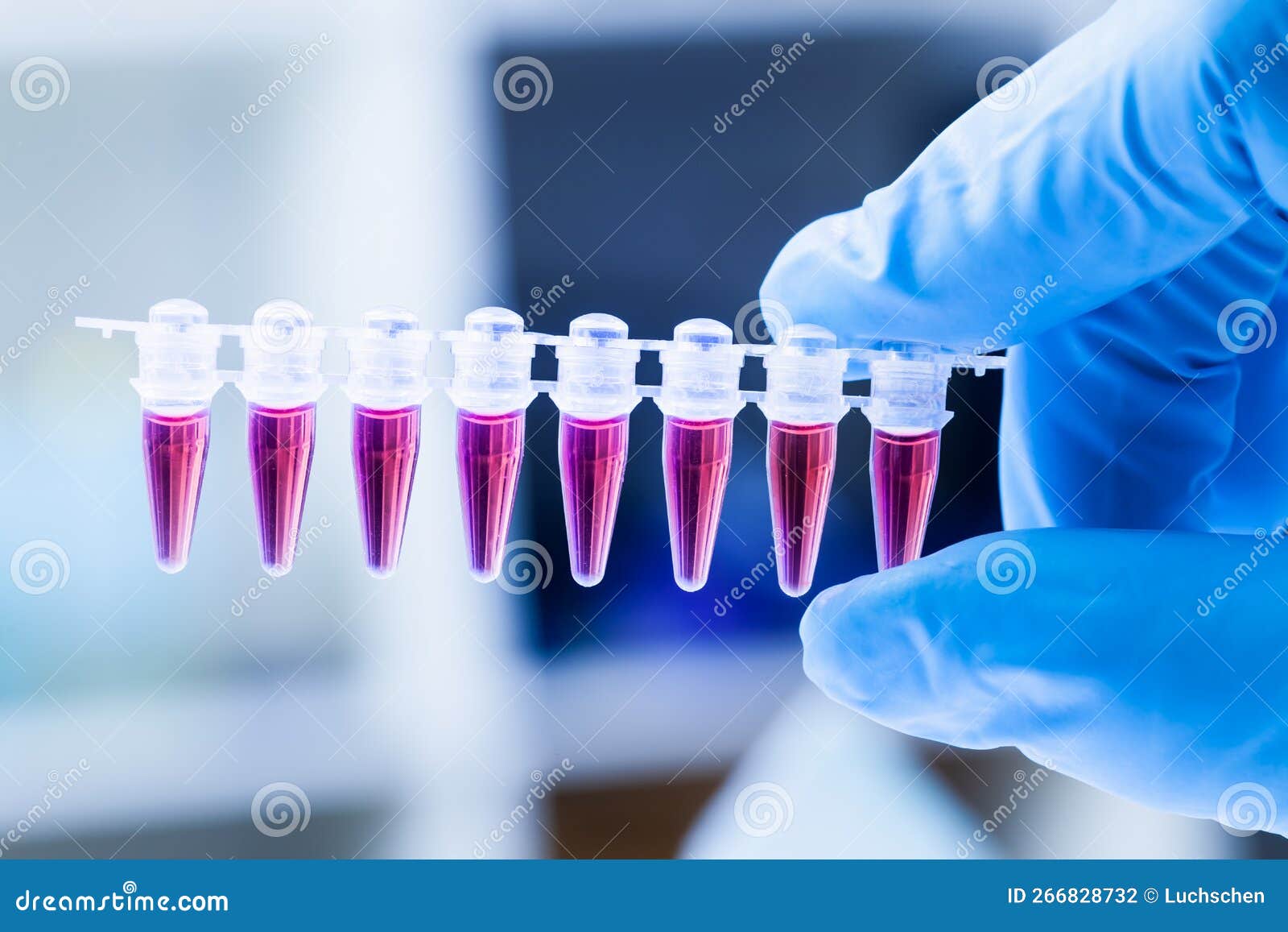 PCR Strip in a Genetic Laboratory Holds Hands in Gloves Stock Photo ...