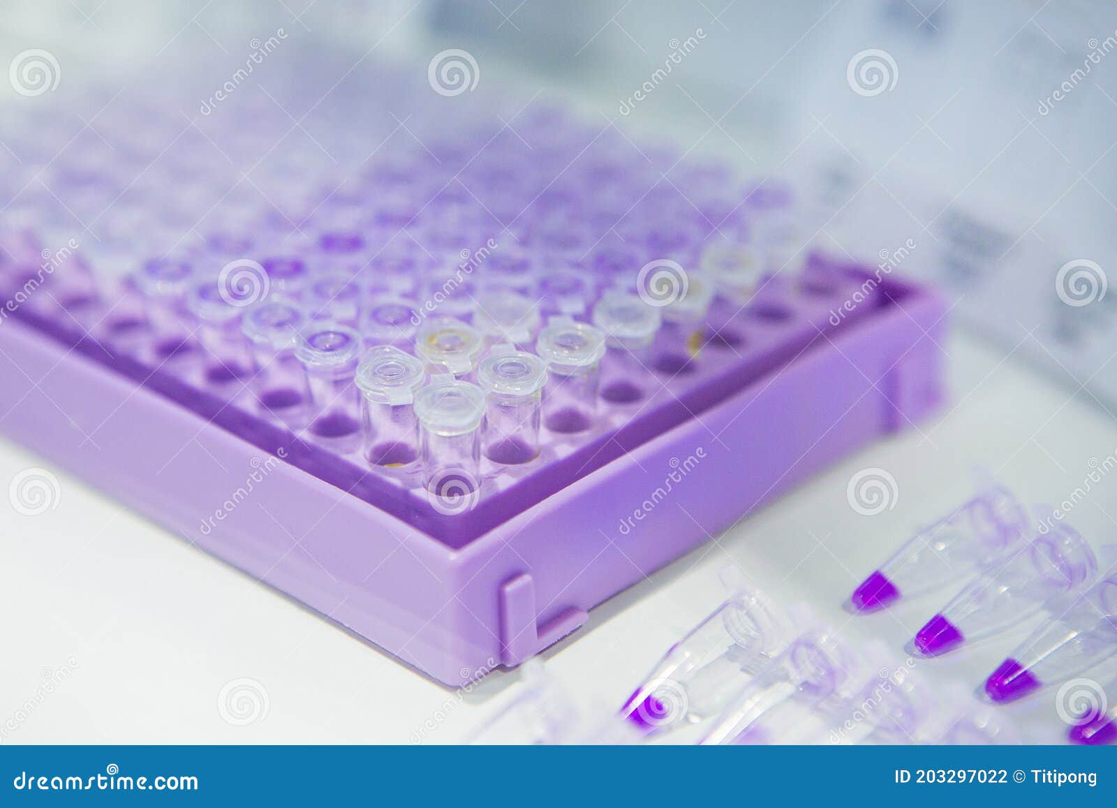 Pcr Well Plate On 96 Well Microplate With Biological Samples Stock ...