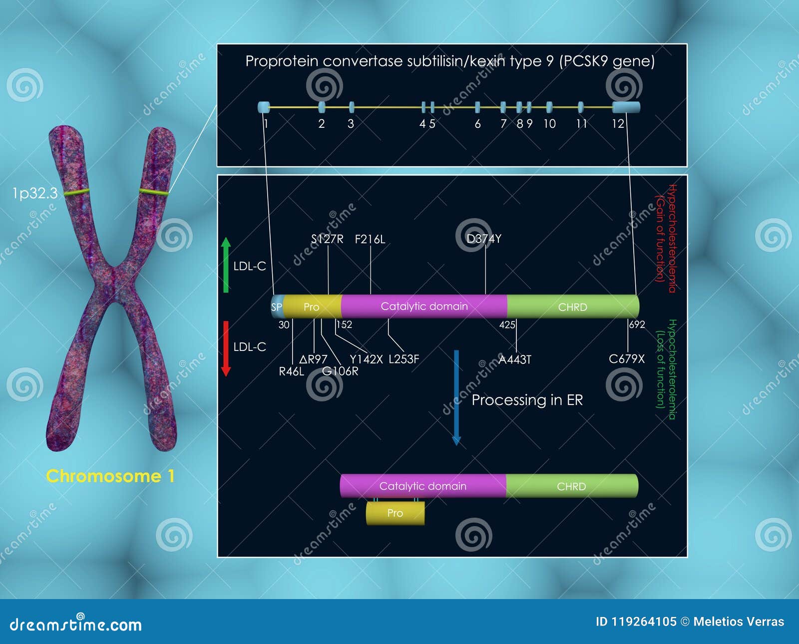 PCSK9 gene stock illustration. Illustration of metabolism - 119264105