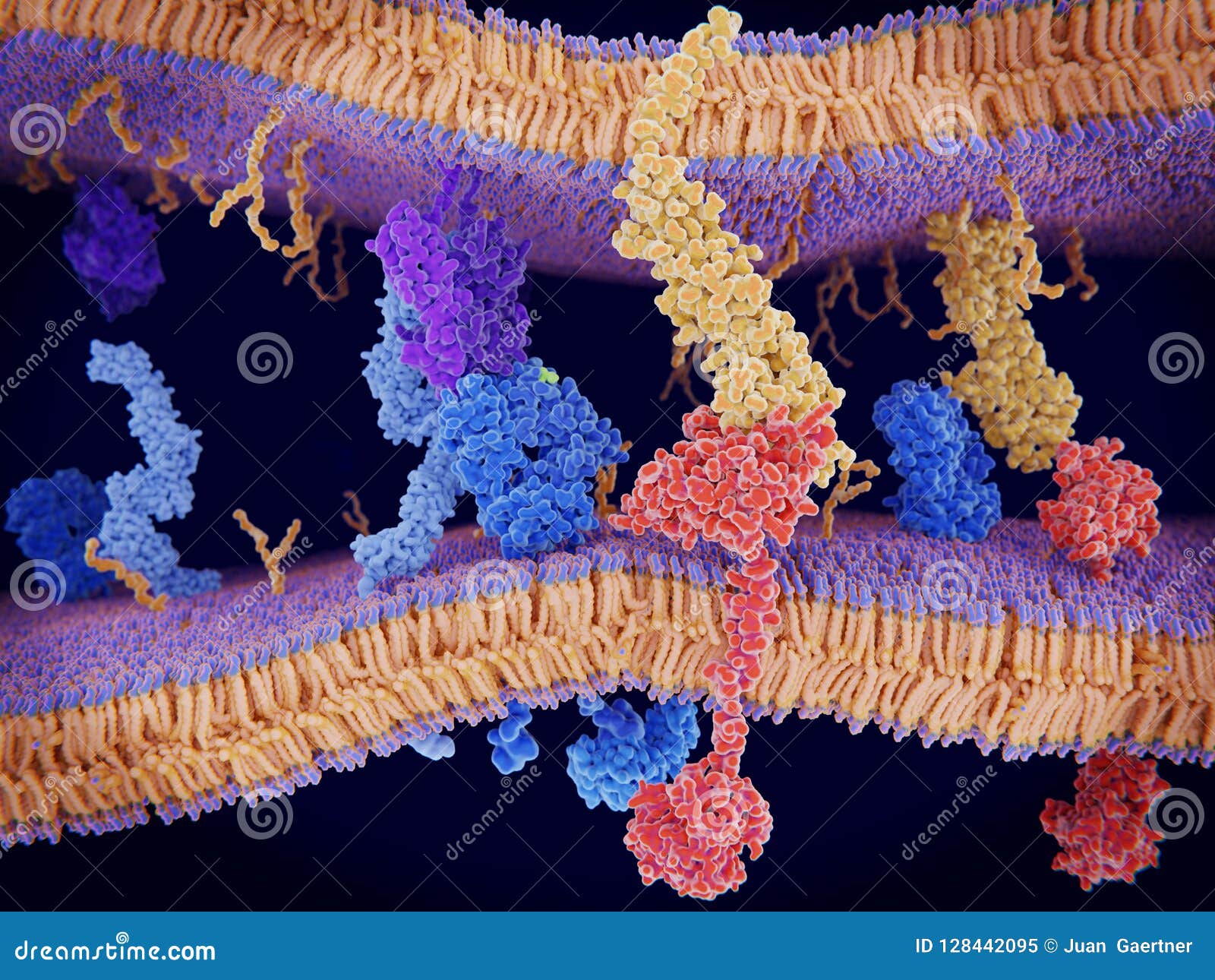 The Protein PD-1 is a Checkpoint To Slow Down T-cells. Stock ...