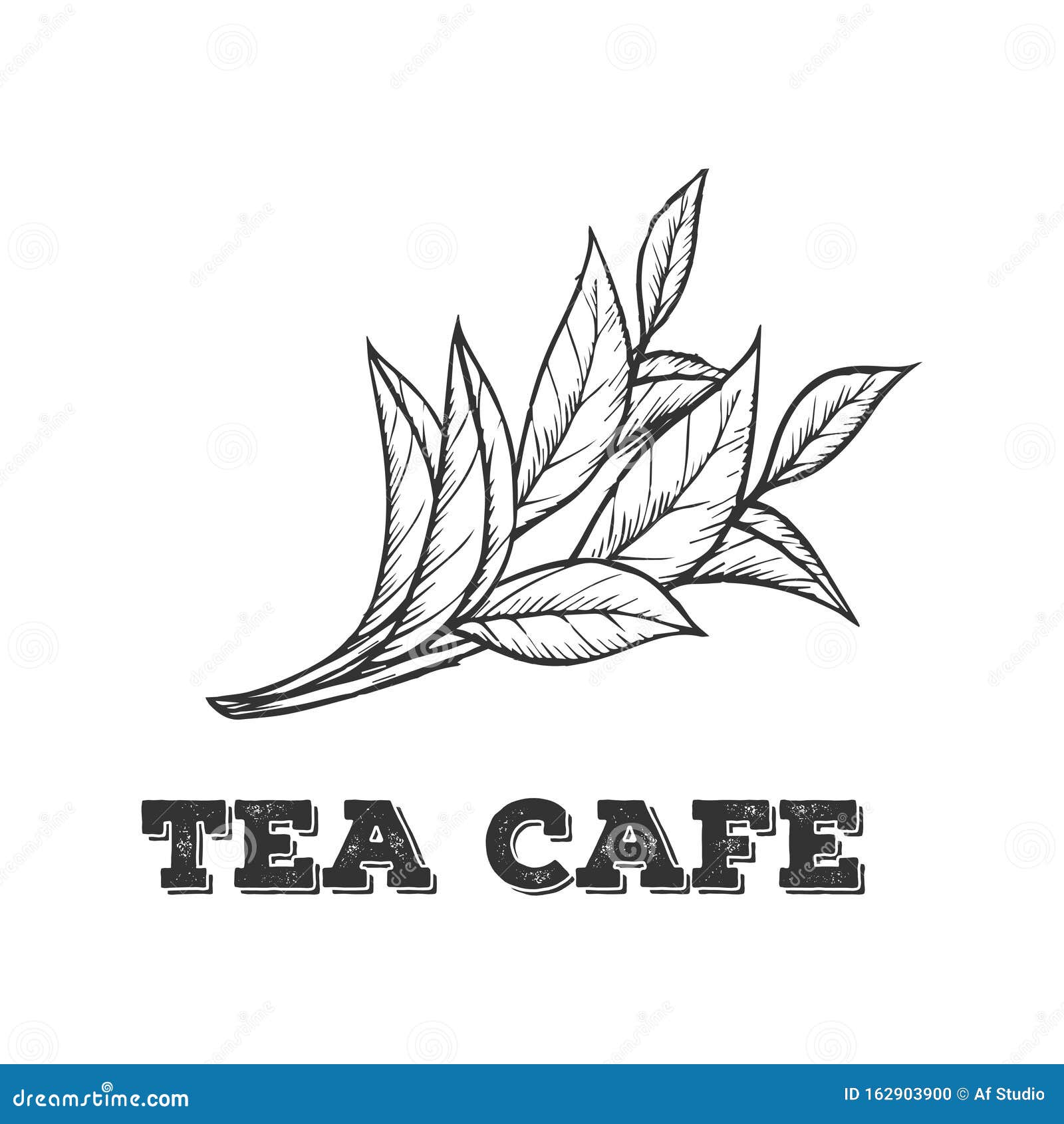 Isolated Sketches of Ceylon or Indian Tea Leaves. Organic Plant for ...