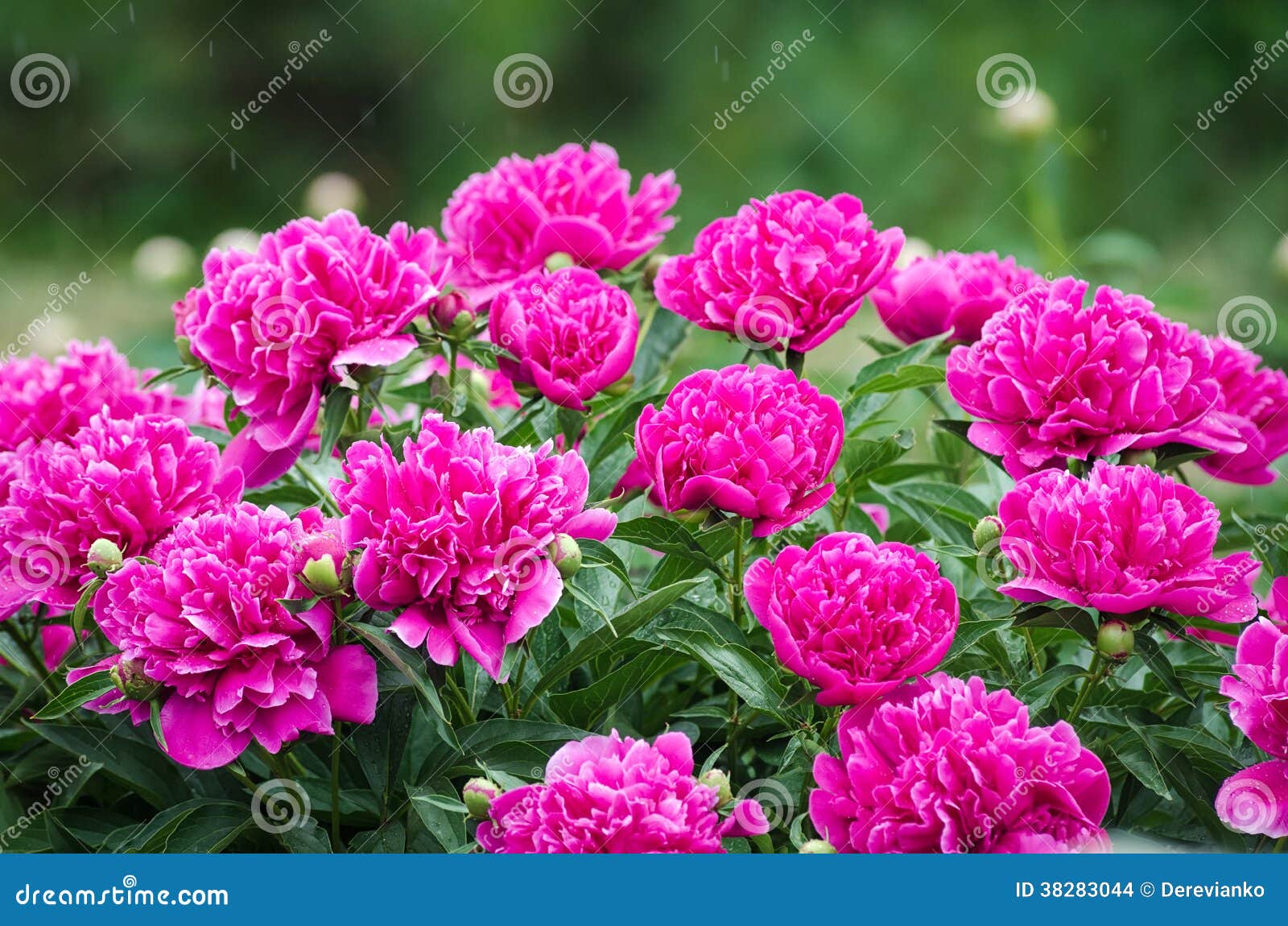 Peônia cor-de-rosa foto de stock. Imagem de bonito, floral - 38283044