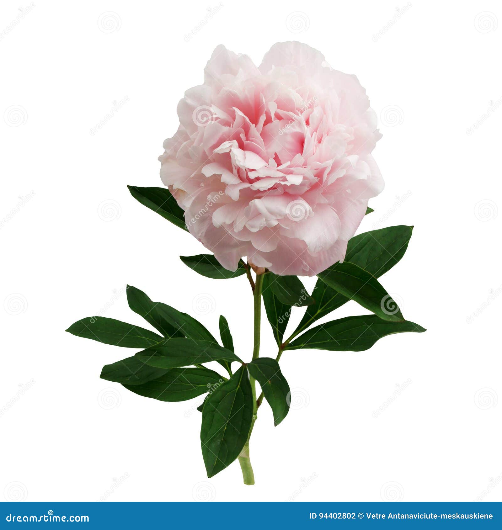 Peônia Cor-de-rosa Isolada No Fundo Branco Foto de Stock - Imagem de ...