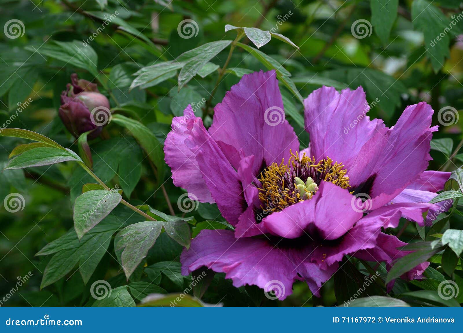 Peônia roxa foto de stock. Imagem de primavera, verde - 71167972