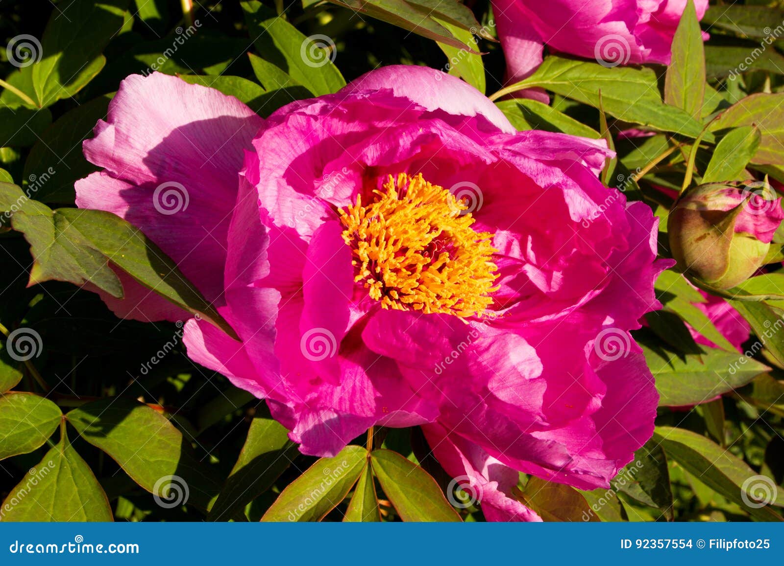 Peônia roxa foto de stock. Imagem de flor, roxo, folhagem - 92357554