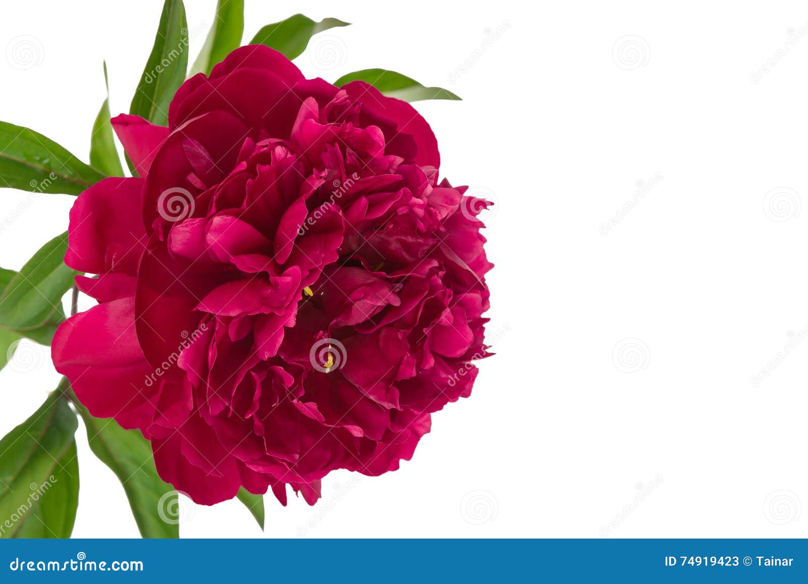 Peônia Roxa Isolada No Fundo Branco Imagem de Stock - Imagem de mola ...