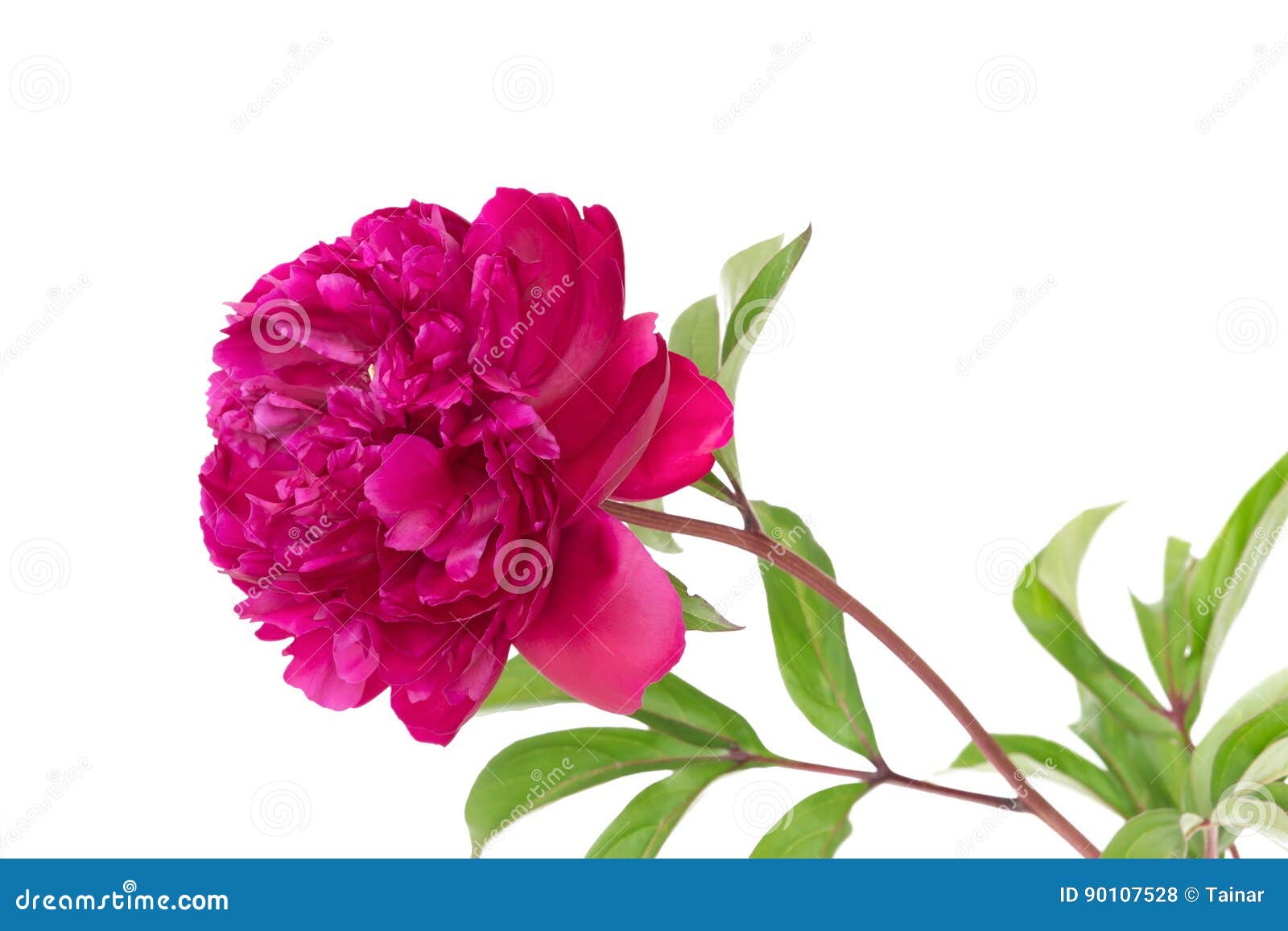 Peônia Roxa Isolada No Fundo Branco Foto de Stock - Imagem de romântico ...