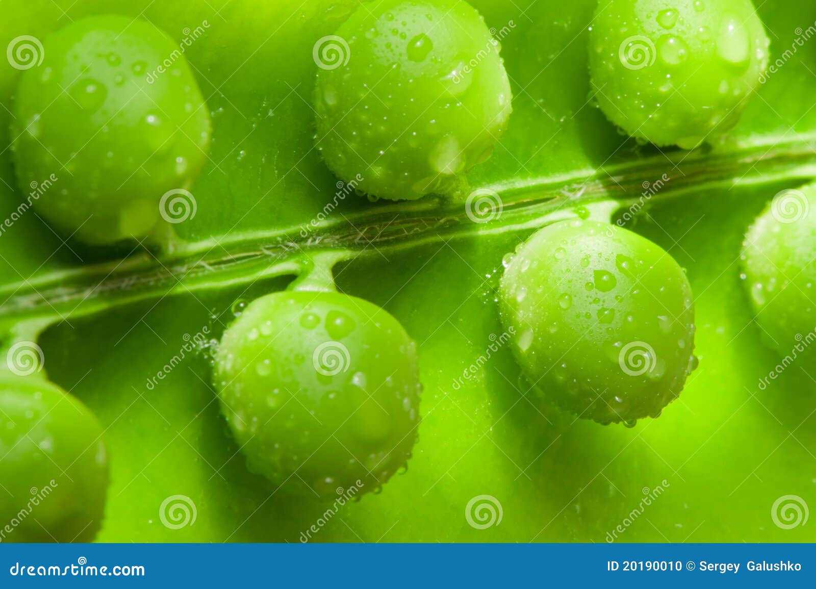 Pea stock photo. Image of freshness, agriculture, food - 20190010
