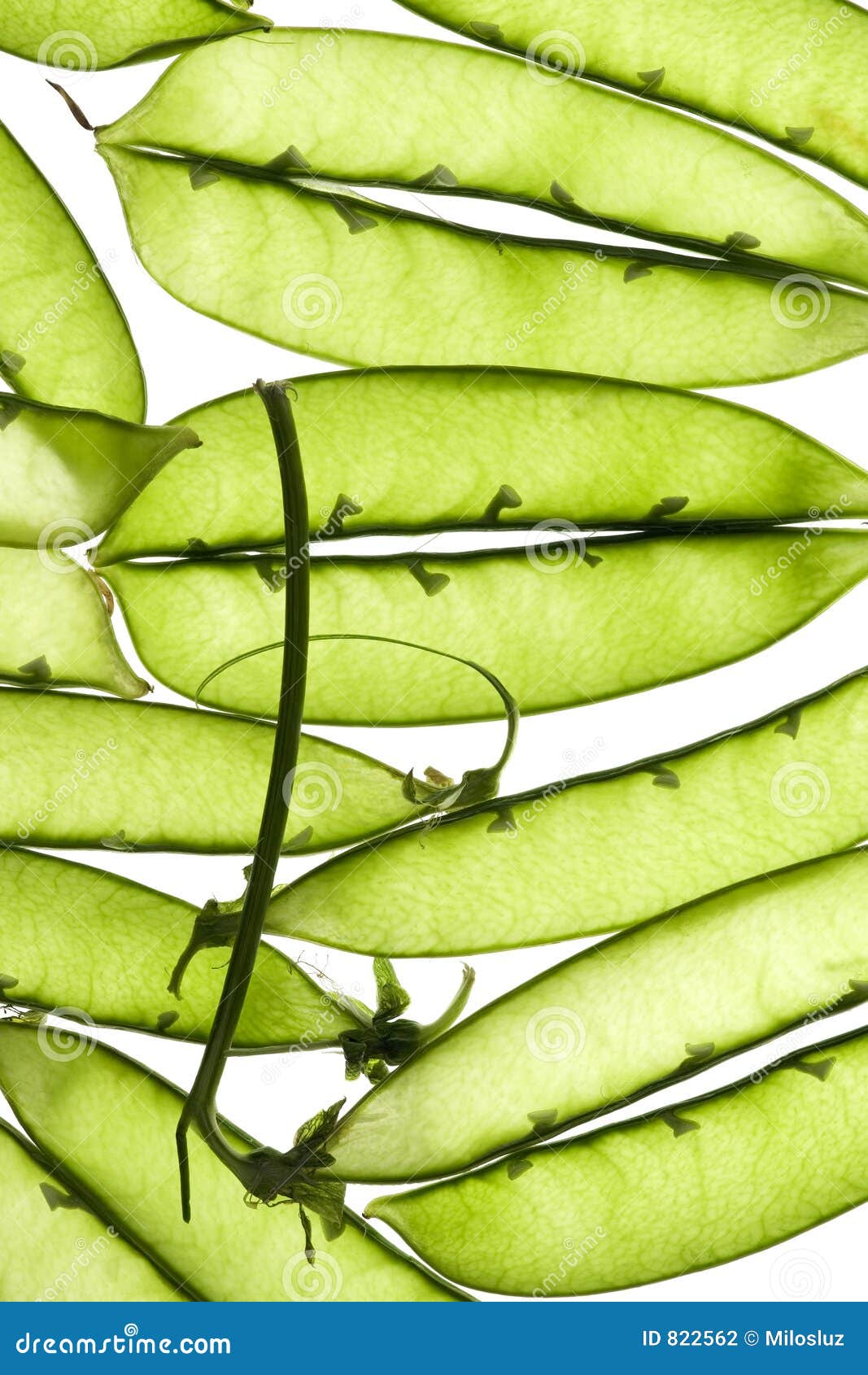 Pea stock photo. Image of backlight, organic, flora, health - 822562