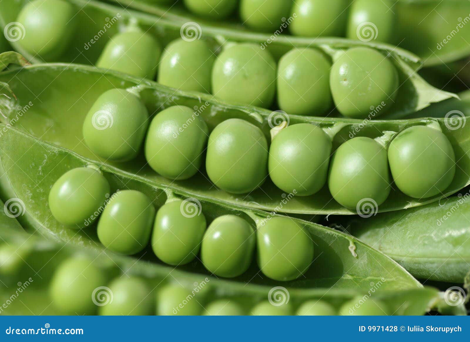 Pea stock photo. Image of macro, vegetarians, agriculture - 9971428