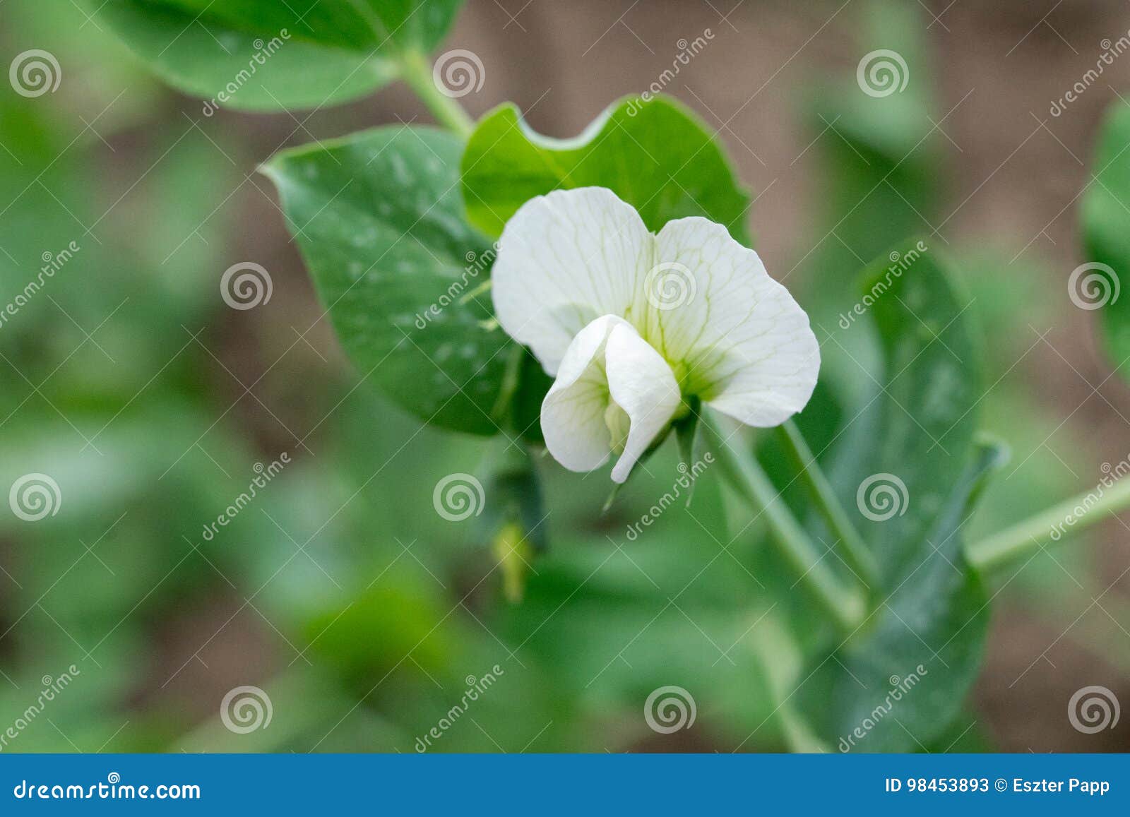 Pea in bloom stock image. Image of herb, bloom, herbal - 98453893