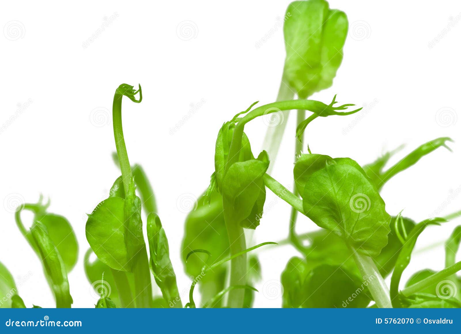 Pea bud stock photo. Image of herb, fertility, gardening - 5762070