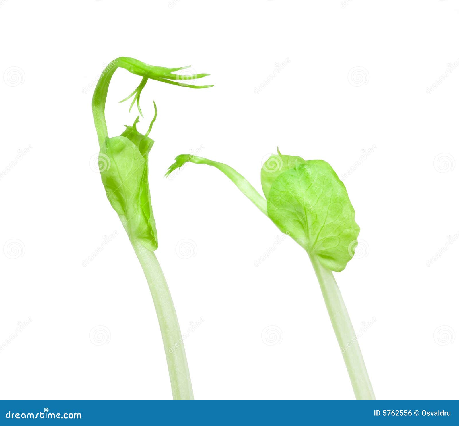 Pea bud stock photo. Image of fertility, close, seed, burgeon - 5762556