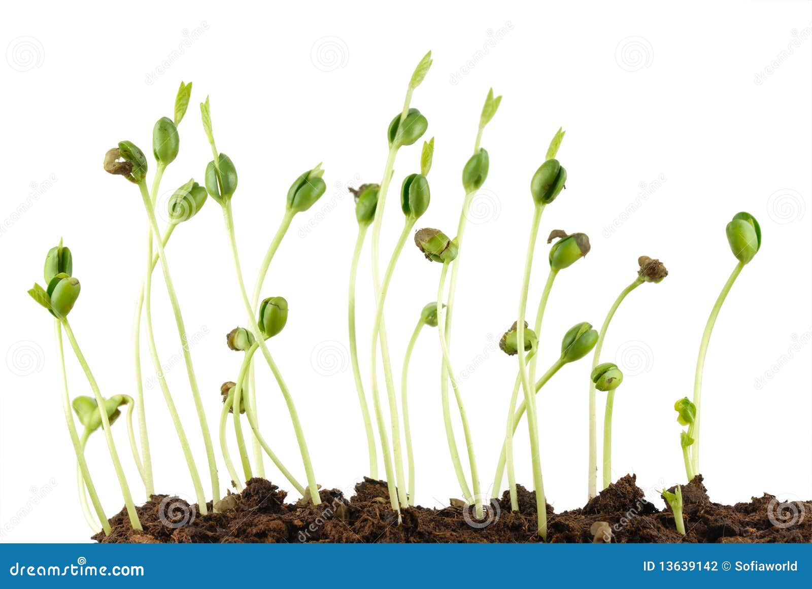 Pea buds stock photo. Image of cultivated, botany, vegetable - 13639142
