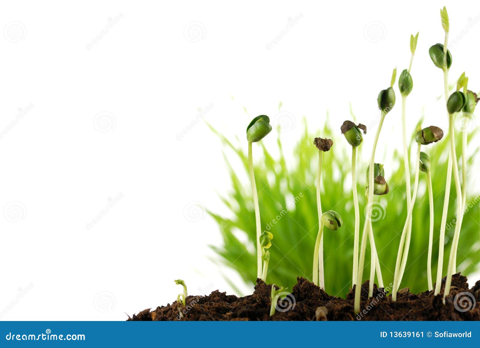 Pea buds stock image. Image of burgeon, beginnings, white - 13639161