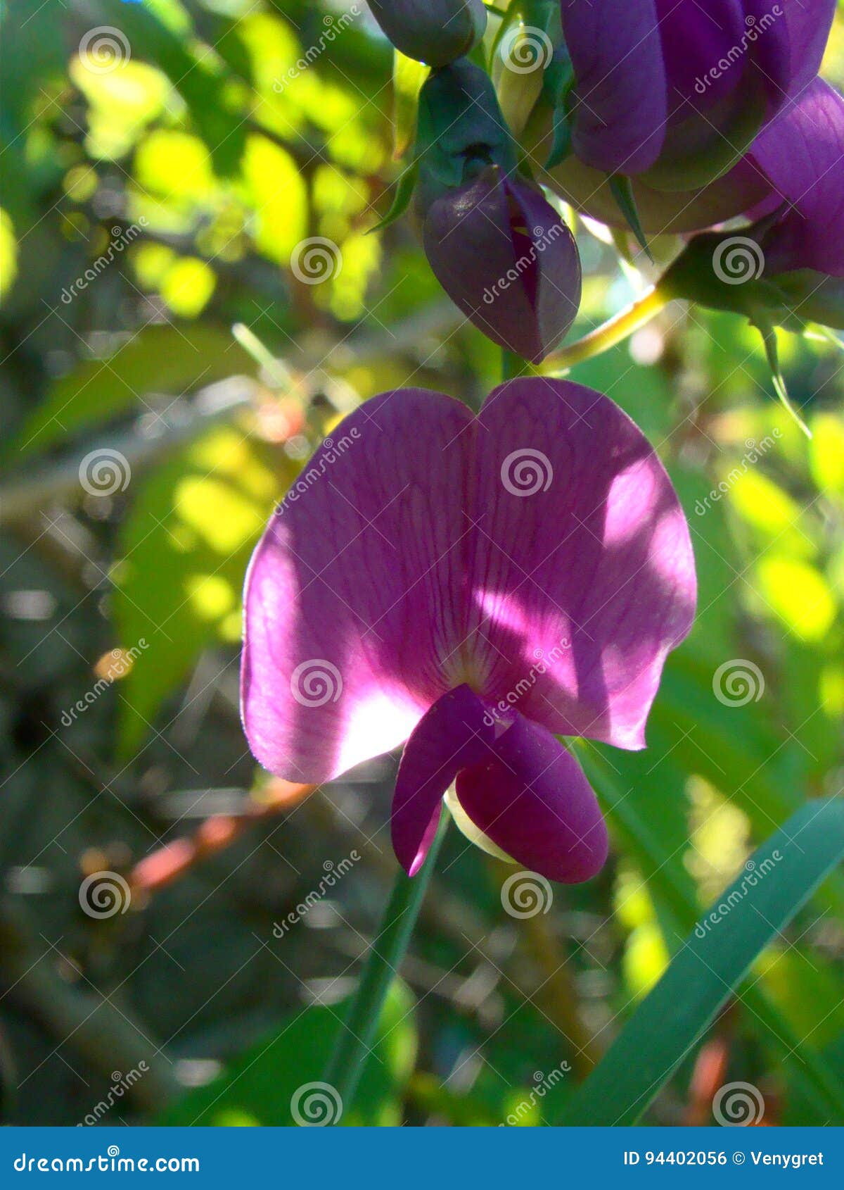Pea-coal flowers stock photo. Image of field, garden - 94402056
