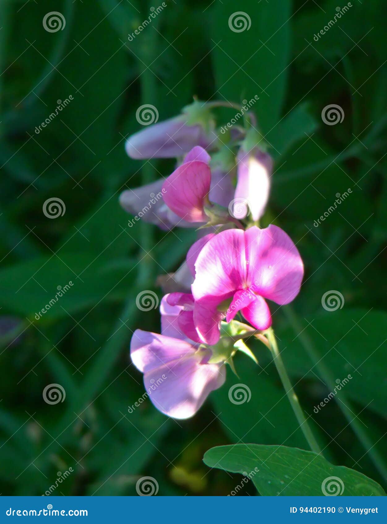 Pea-coal flowers stock photo. Image of field, park, nature - 94402190