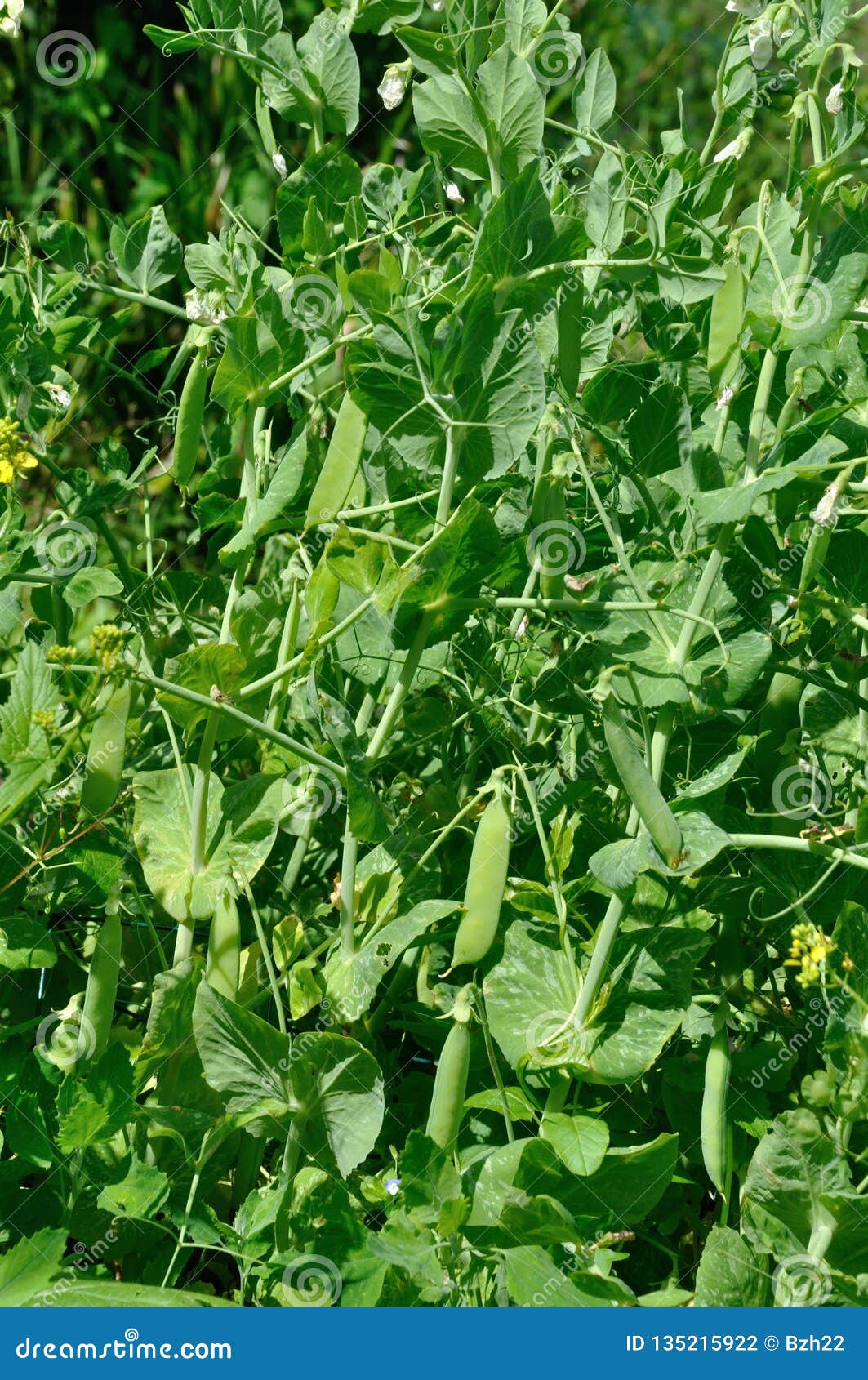 Pea crop stock photo. Image of cultivate, cultivating - 135215922