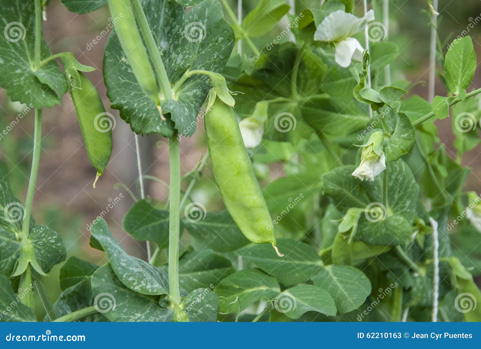 Pea crop stock image. Image of farm, peas, ground, cousine - 62210163