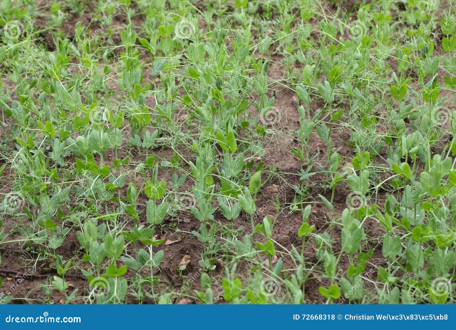Pea Field stock photo. Image of organic, farming, production - 72668318