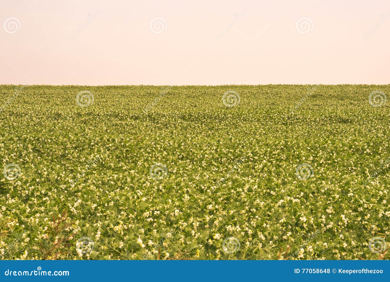 Pea Field Landscape stock photo. Image of green, healthy - 77058648