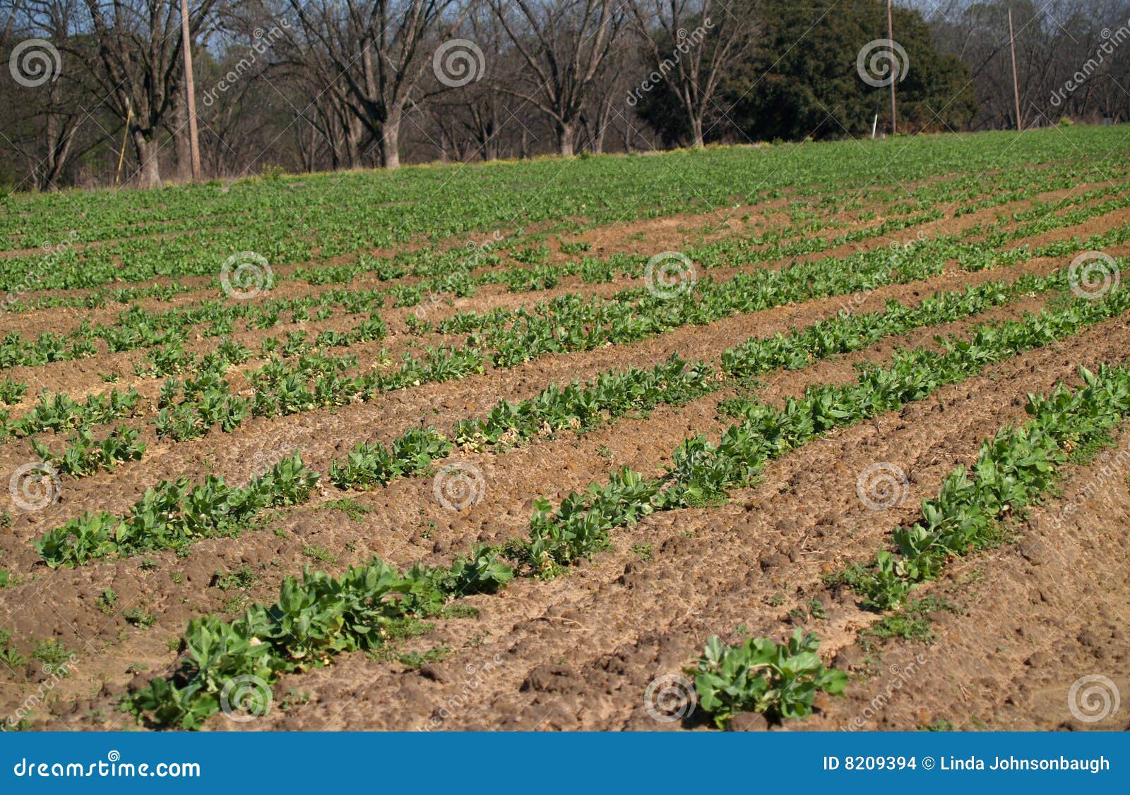 Pea Field in the South stock photo. Image of farm, nature - 8209394